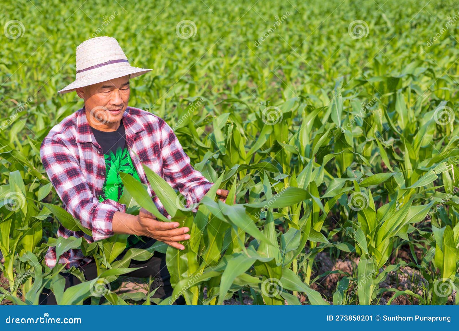 Corn Diseases Royalty-Free Stock Photo | CartoonDealer.com #35181039