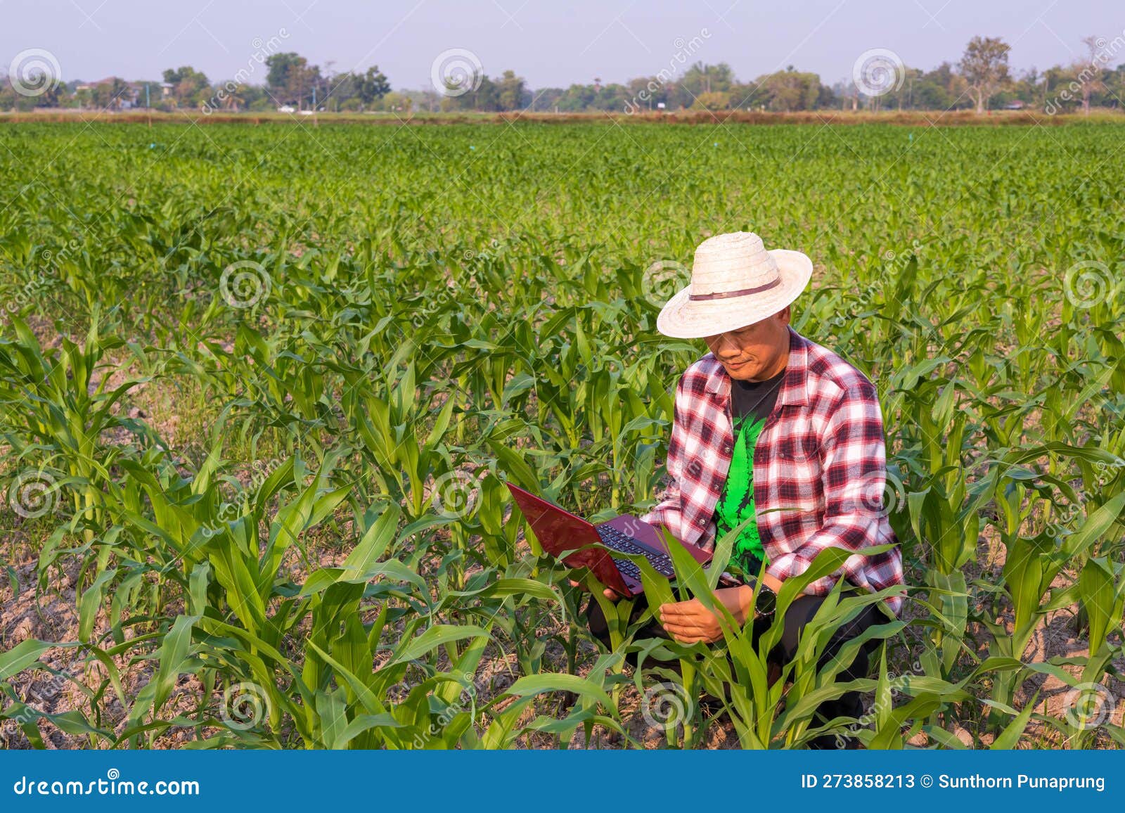 Corn Farmers Inspect Corn Fields for Diseases, Growth Stock Image ...
