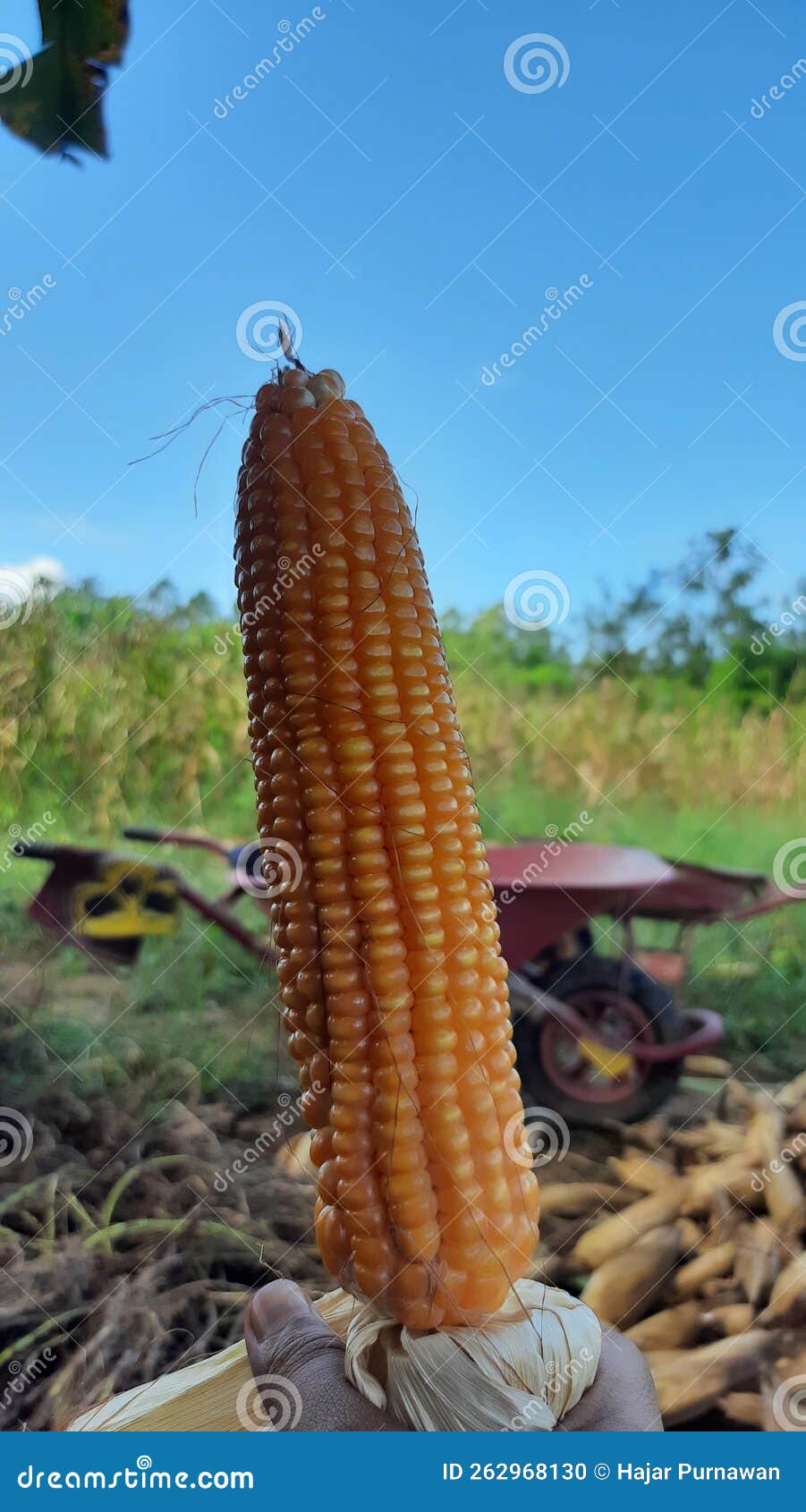 Corn Farmers, Super Corn and Hybrid Corn Stock Photo - Image of plant ...