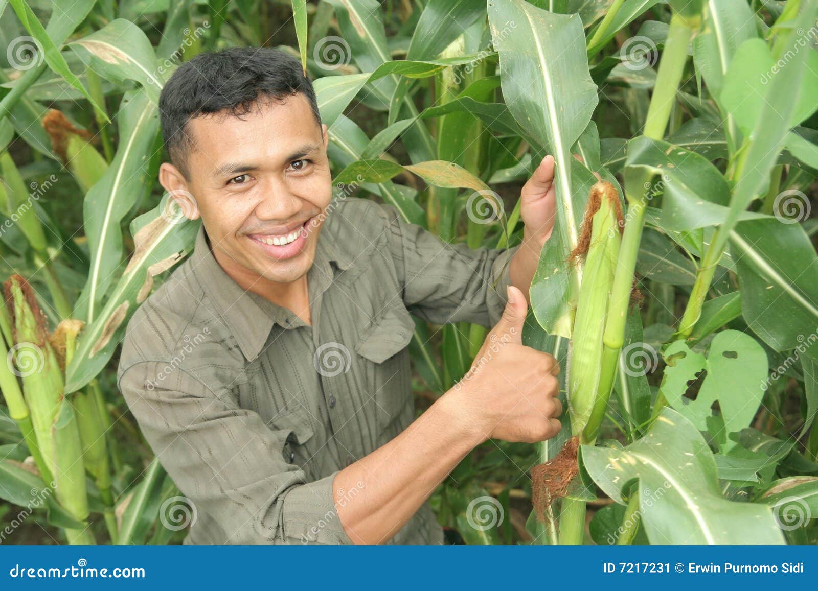Corn farming stock image. Image of high, farmland, industry - 7217231