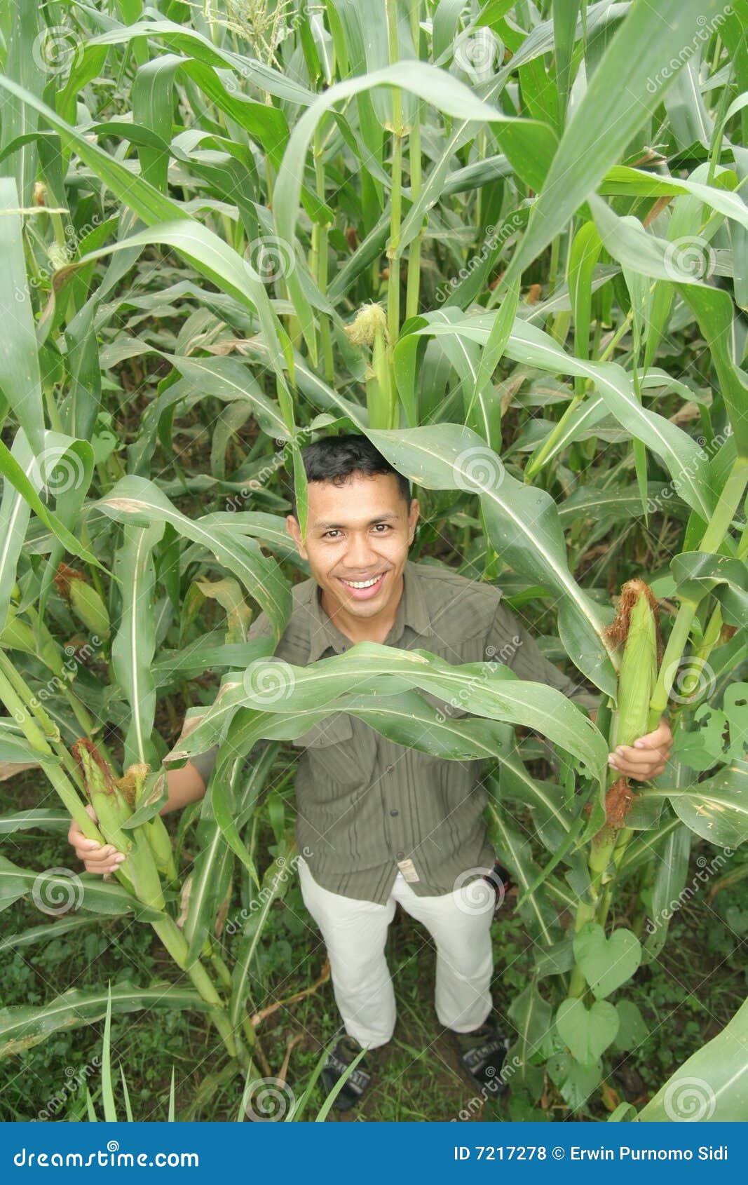 Corn farming stock photo. Image of open, happiness, landscape - 7217278