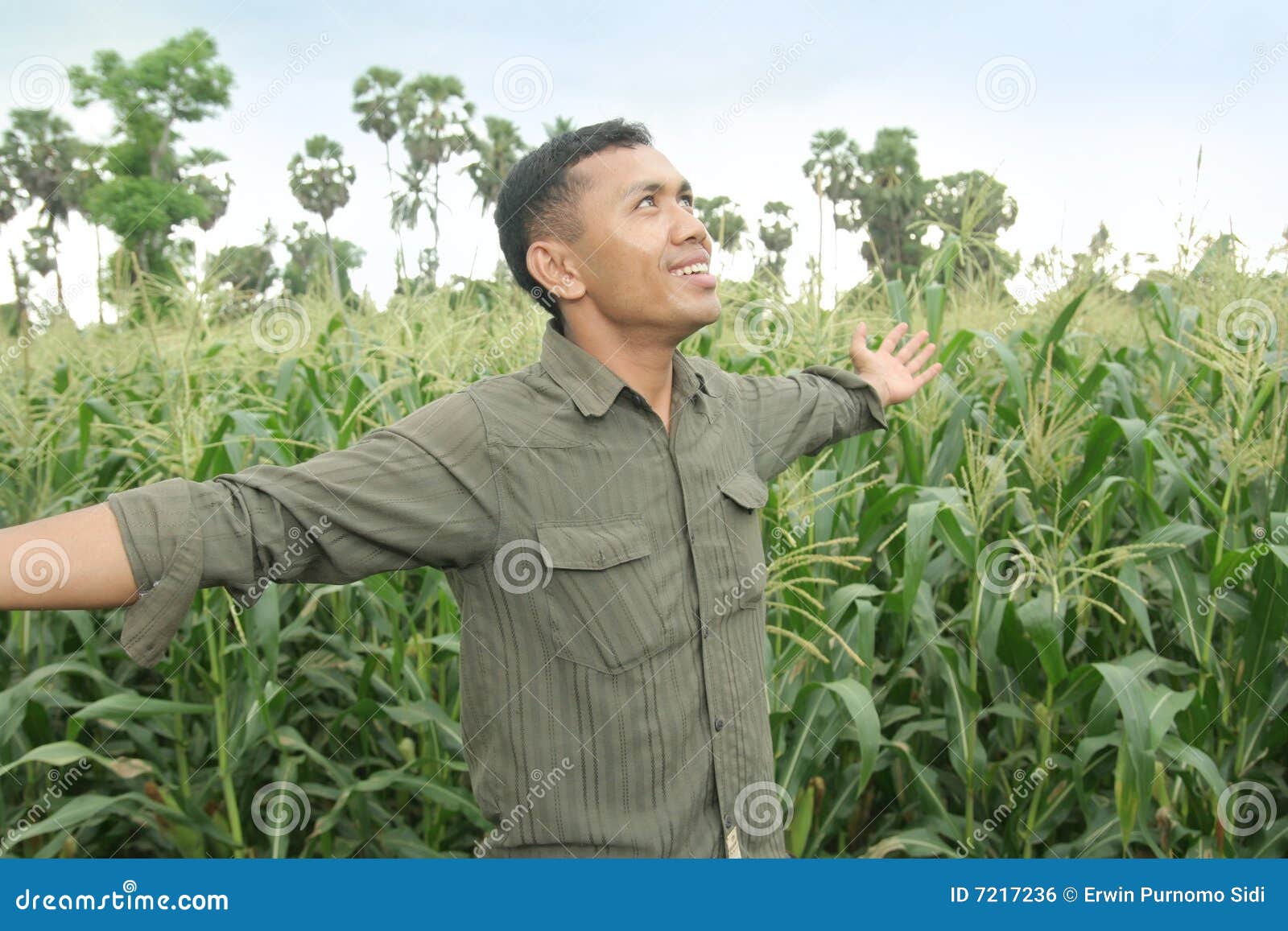 Corn Farming in Good Feeling Stock Photo - Image of harvest ...