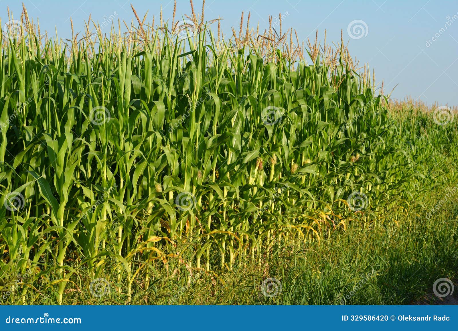 Corn Farming, Maize Cultivation. Growing Maize, Corn on the Farmer ... Corn Farming, Maize Cultivation. Growing Maize, Corn on the Farmer ...
