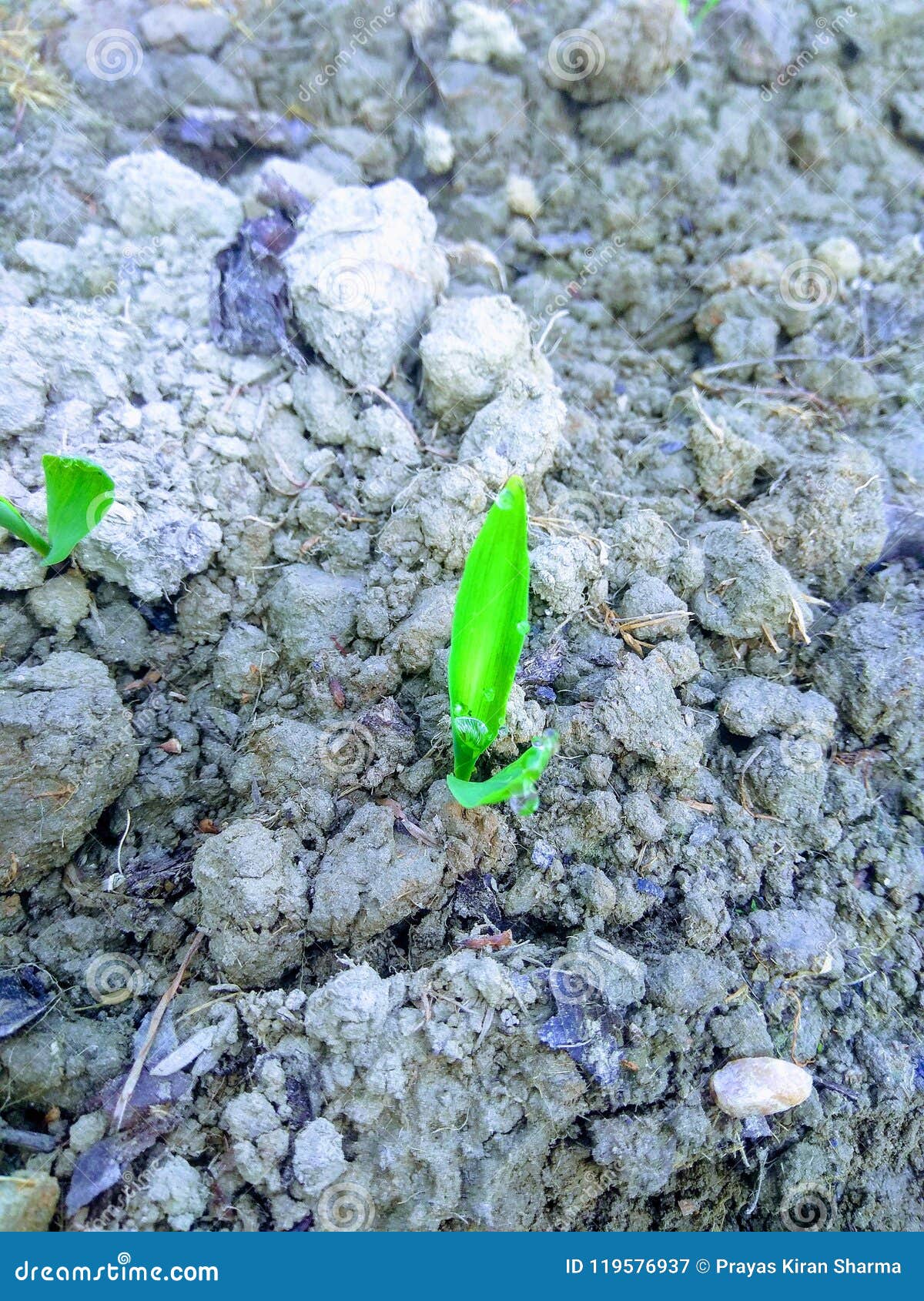 Corn stock image. Image of corn, green, farming, nepal - 119576937