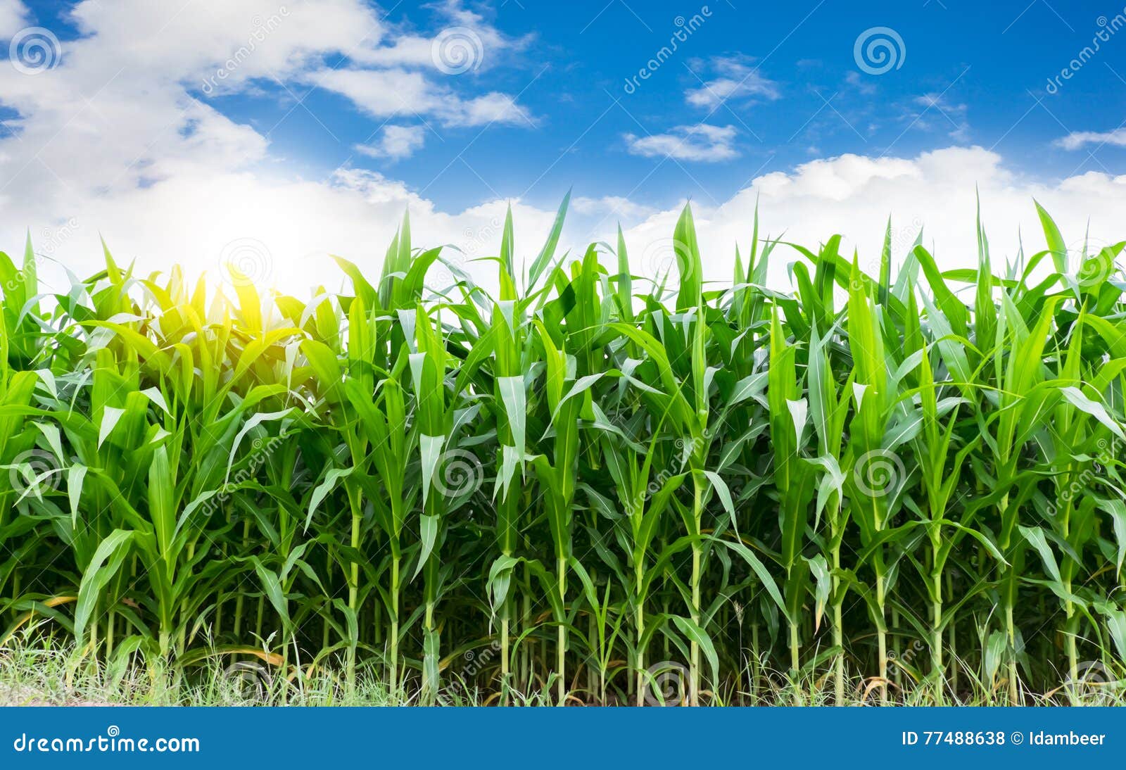 Corn farming stock photo. Image of field, food, corn - 77488638