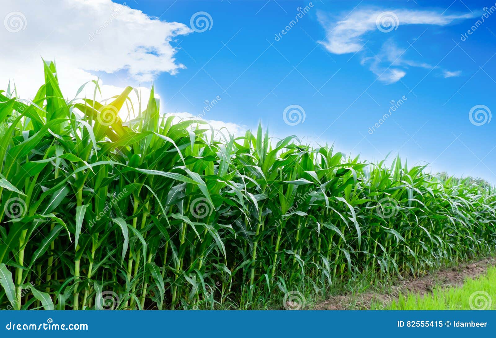 Corn farming stock image. Image of blue, field, agriculture - 82555415