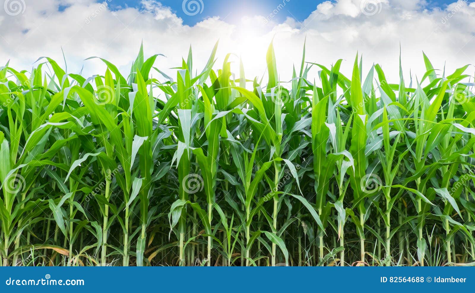 Corn farming stock photo. Image of corncob, environment - 82564688