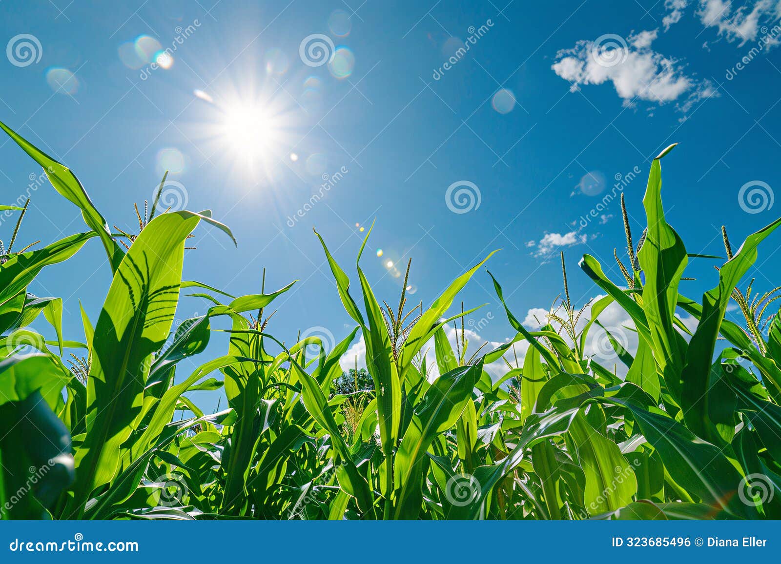 Corn Farming with Sunshine and Sky Stock Illustration - Illustration of ...