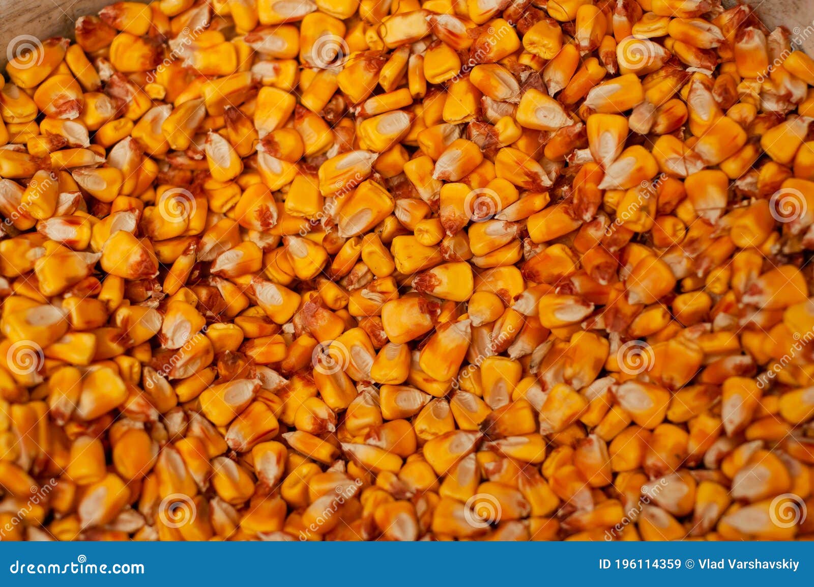 Corn for Feed for Chickens on the Farm Full Screen Stock Image - Image ...