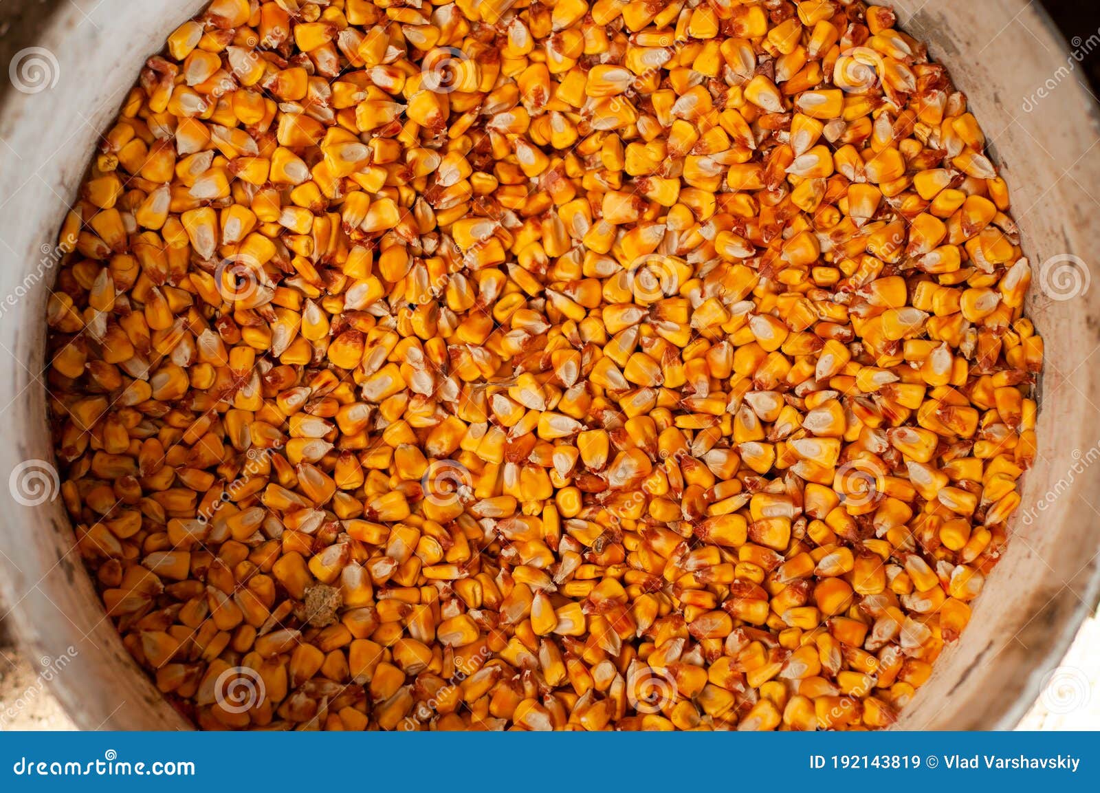 Corn for Feed for Chickens on the Farm in a Plastic Bucket Stock Image ...