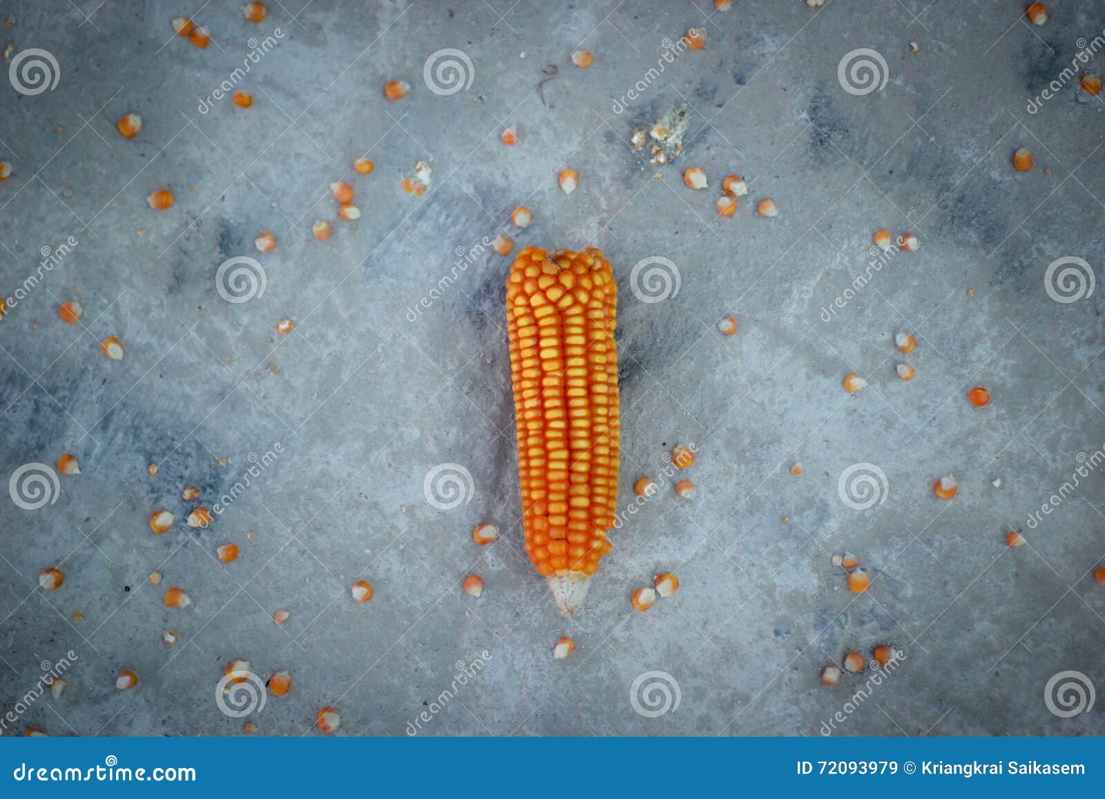 Corn feed on the floor stock image. Image of kernel, germ - 72093979