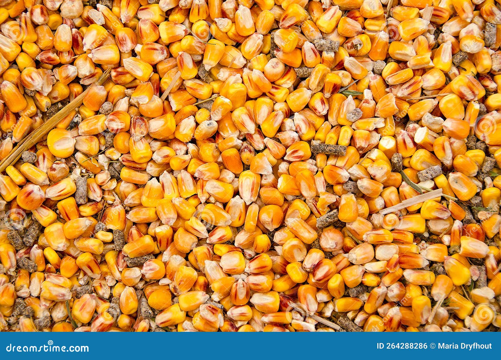 Corn and Feed Pellet Mixture Stock Photo - Image of food, critter ...