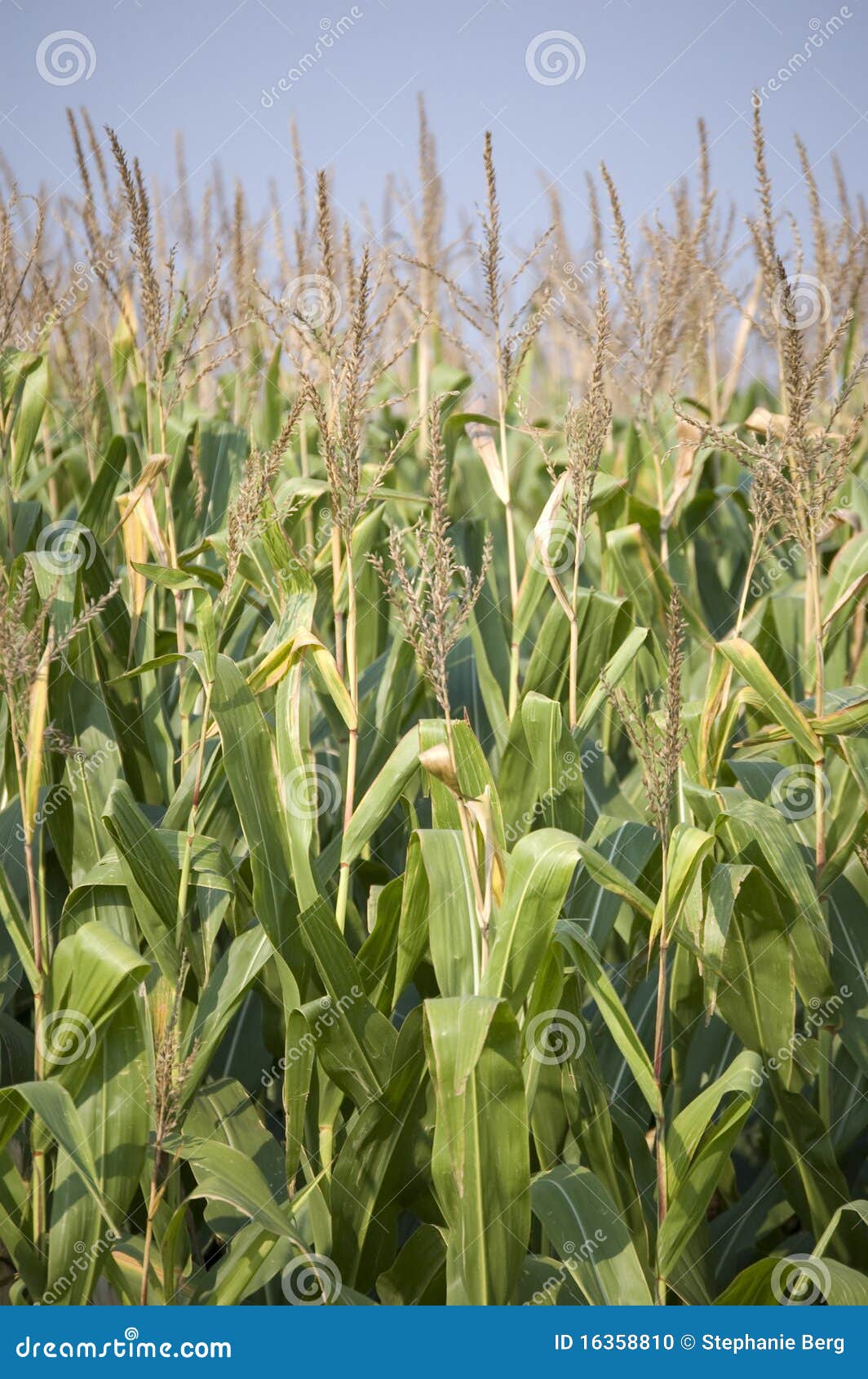 Corn Feild stock photo. Image of country, summer, field - 16358810