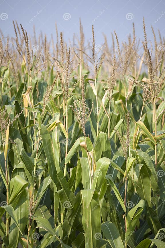 Corn Feild stock photo. Image of country, summer, field - 16358810