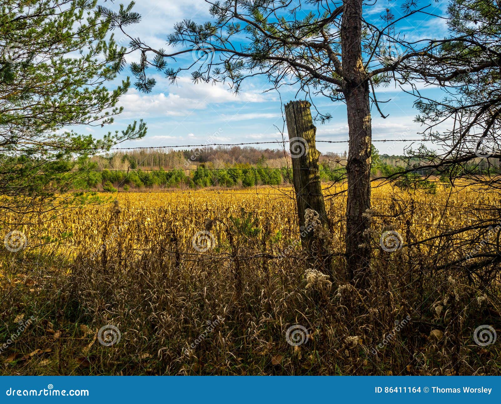 Corn Feild Thru the Fence on Fall Stock Photo - Image of blue, farm ...