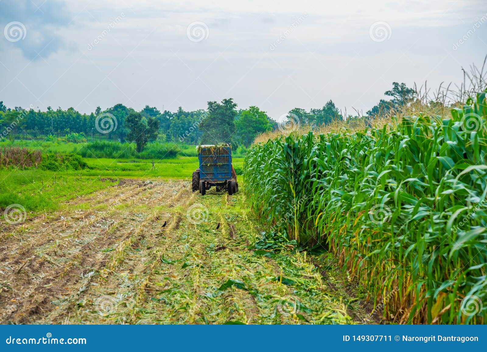 Corn Fell in the Field after Harvest Stock Image - Image of beauty ...
