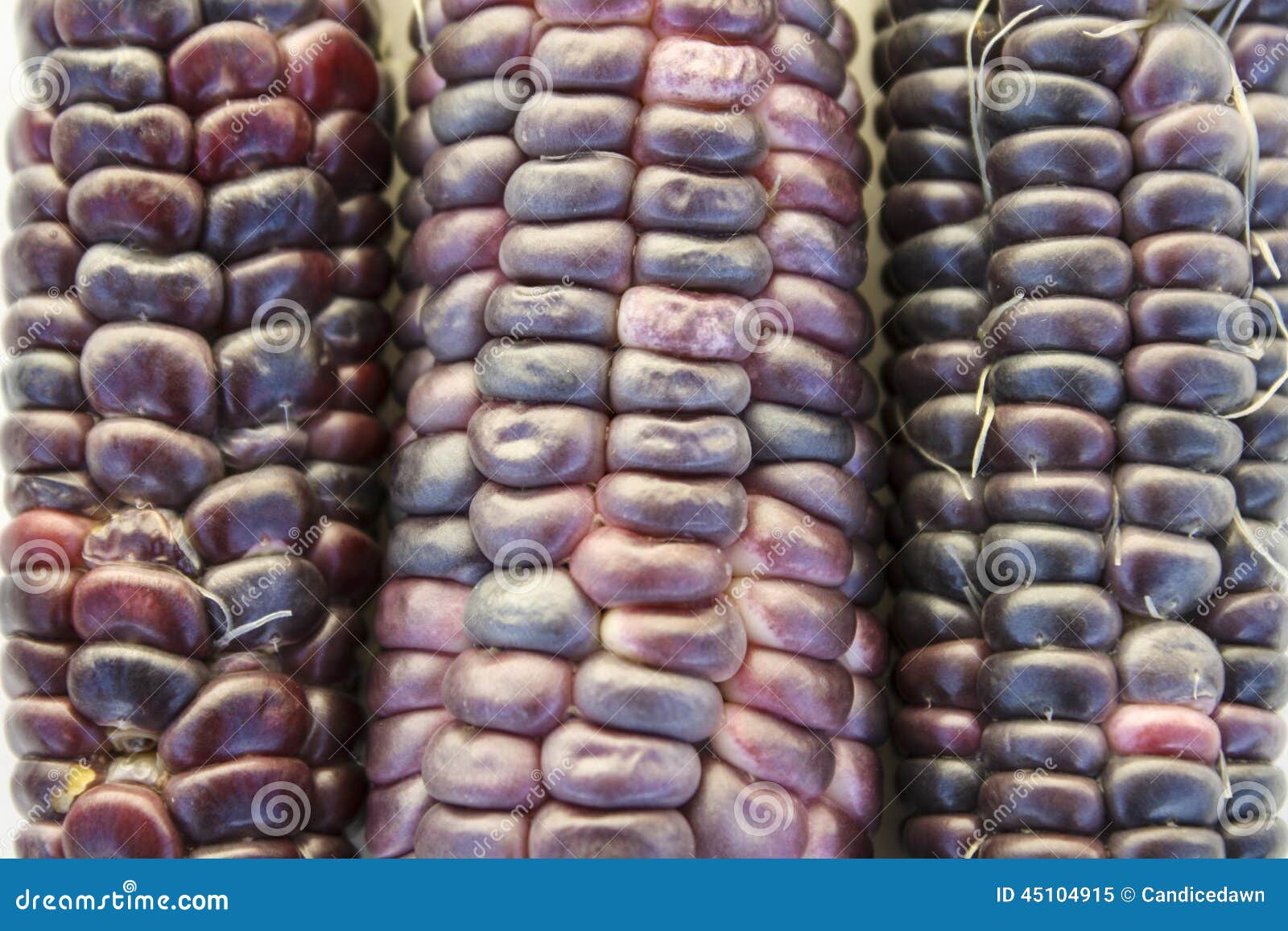 Corn Fence stock image. Image of farm, corn, maize, healthy - 45104915