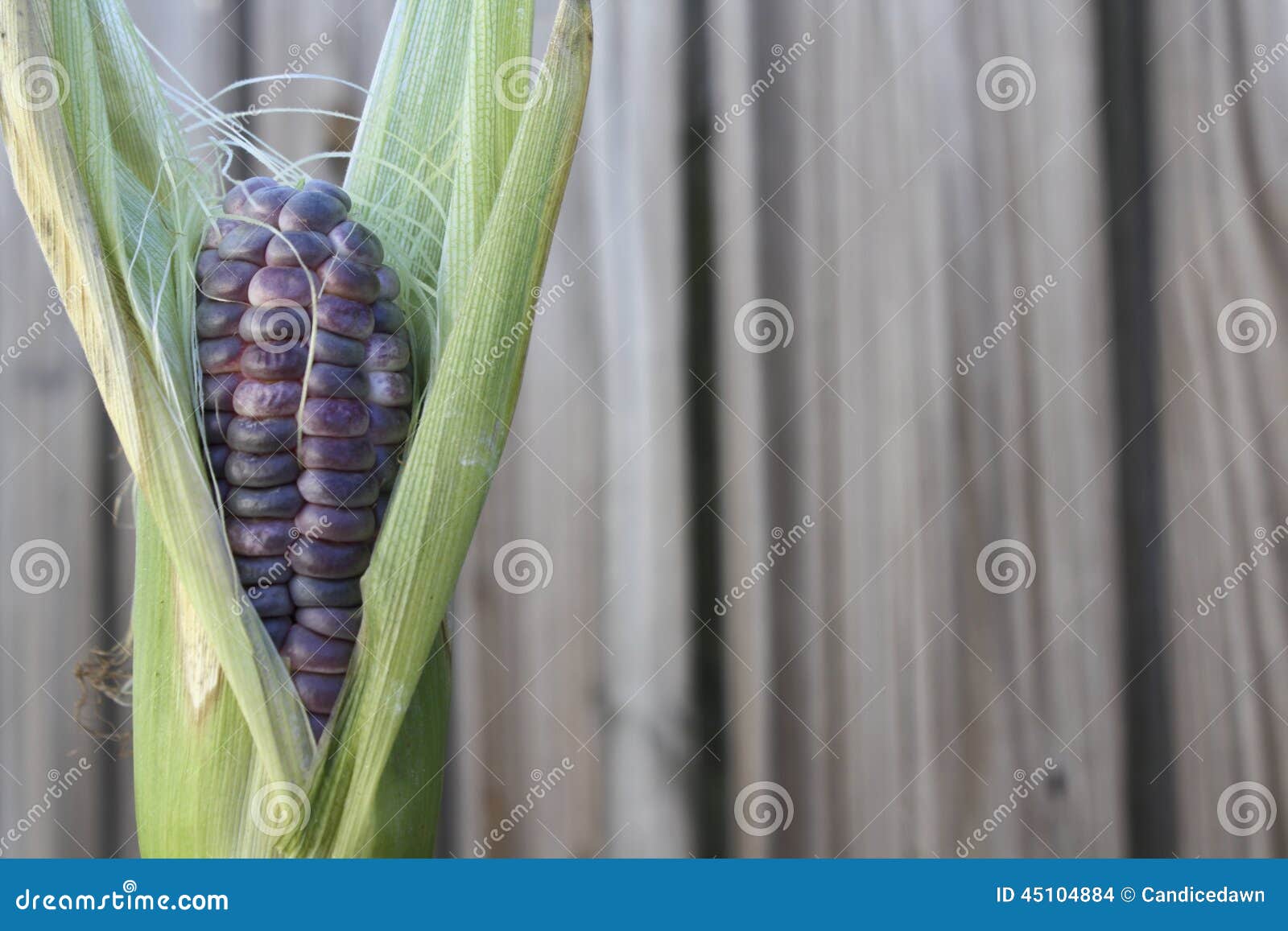 Corn Fence Royalty-Free Stock Image | CartoonDealer.com #45104890