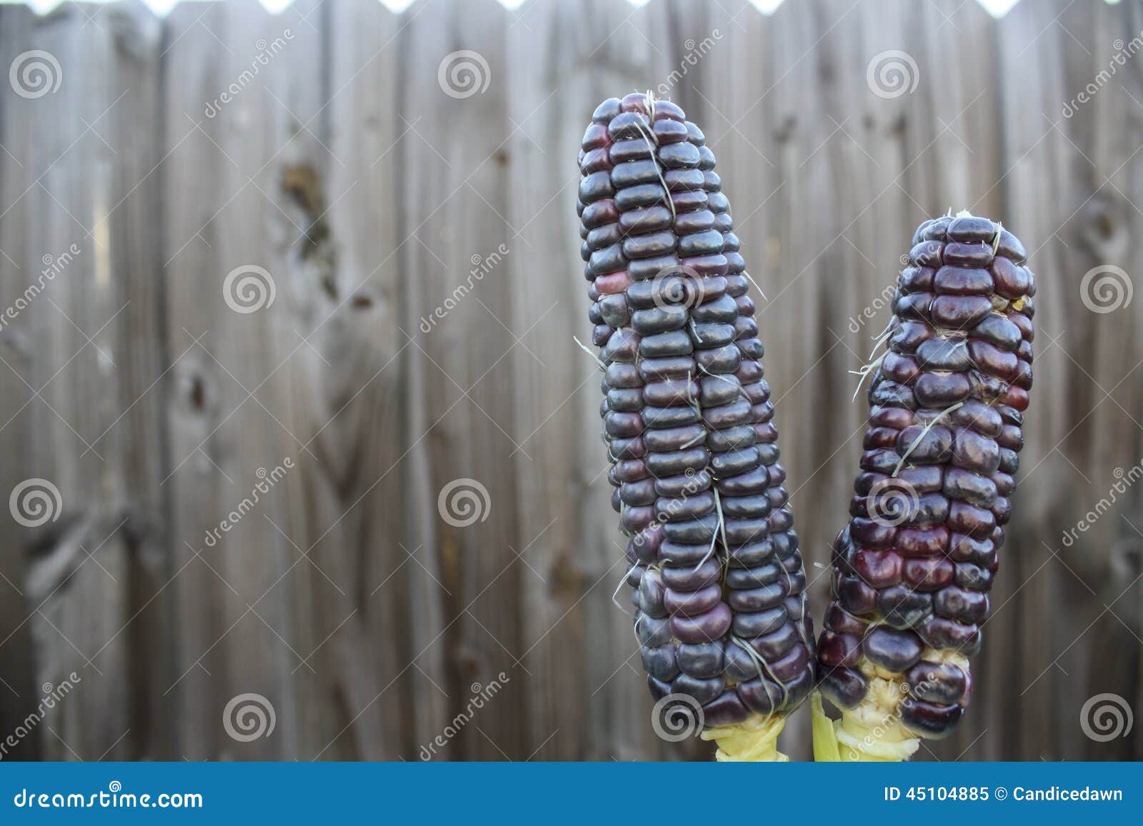 Corn Fence Royalty-Free Stock Image | CartoonDealer.com #45104890