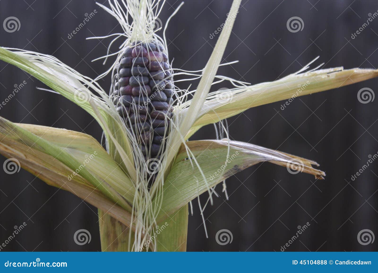 Corn Fence stock photo. Image of nature, blue, plant - 45104888