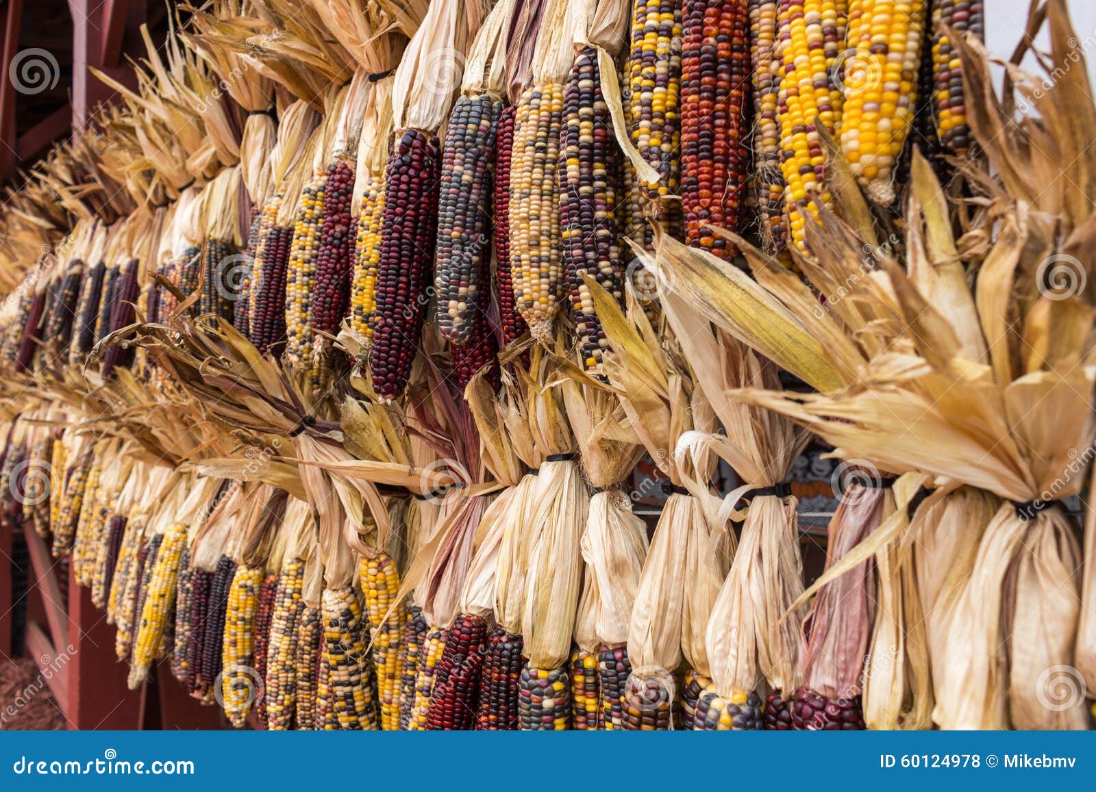 Corn fence stock photo. Image of farm, decorated, fence - 60124978