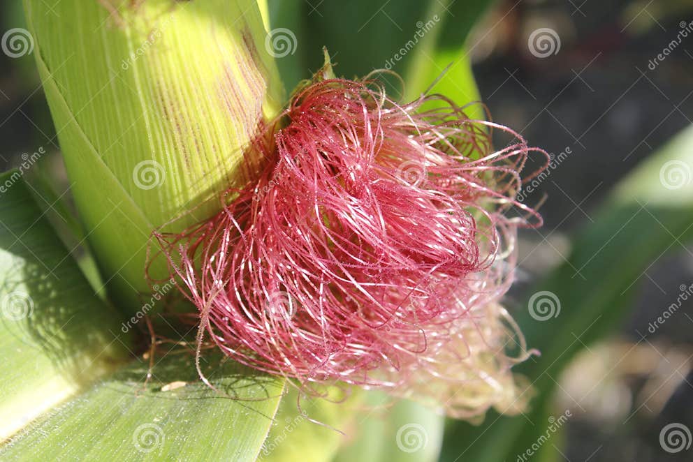 Corn Fiber stock photo. Image of hair, strand, plant - 26518024