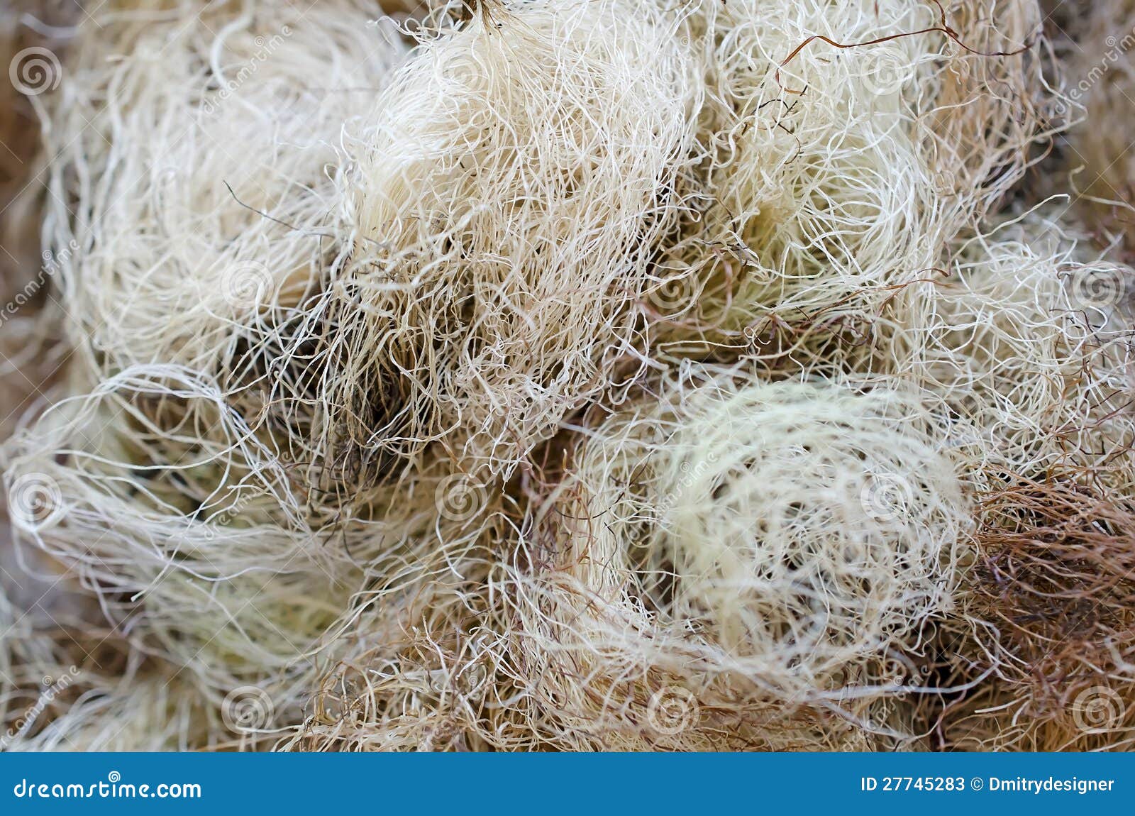 Corn fiber stock image. Image of closeup, fiber, corn - 27745283