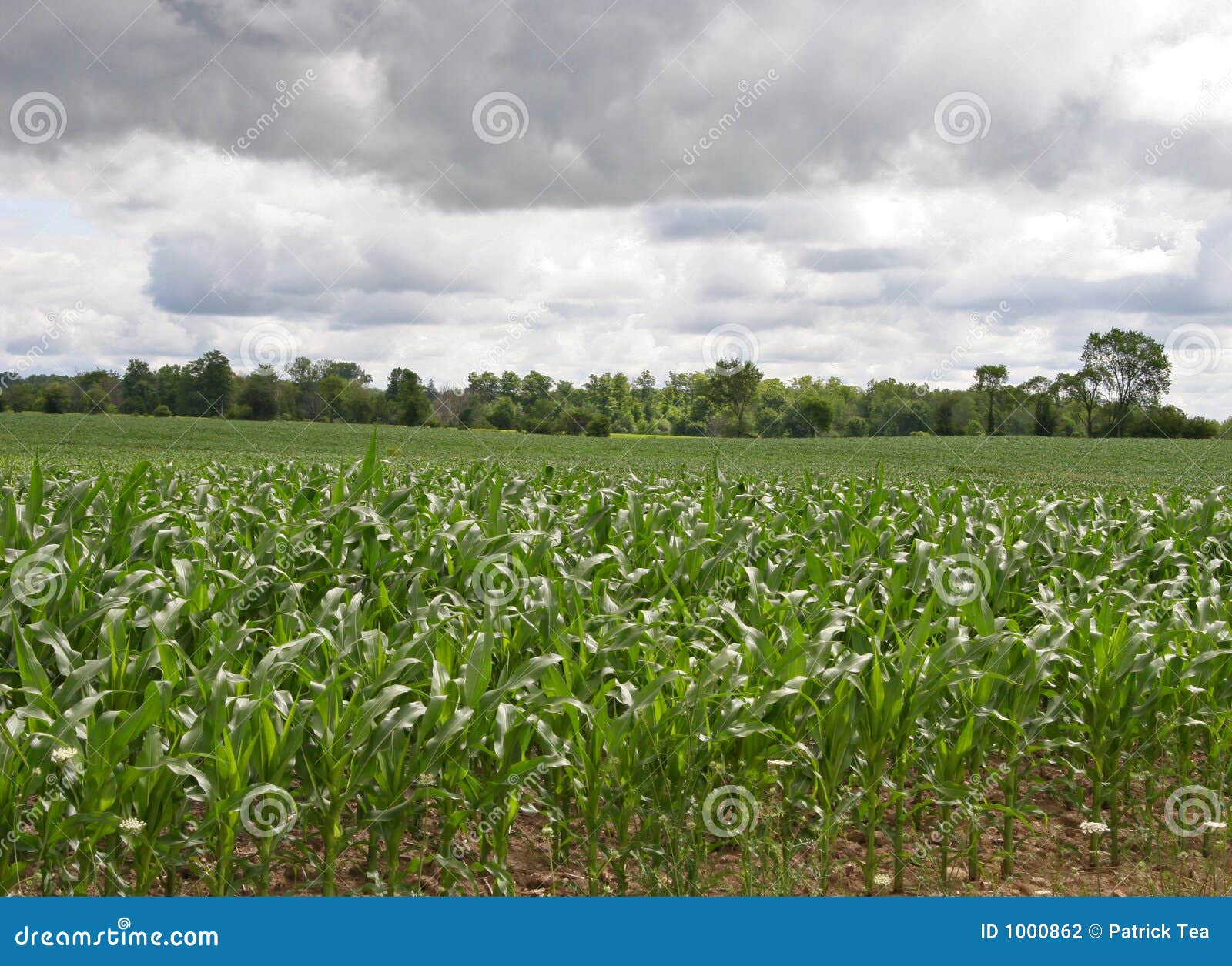 Corn field stock photo. Image of green, grey, land, corn - 1000862