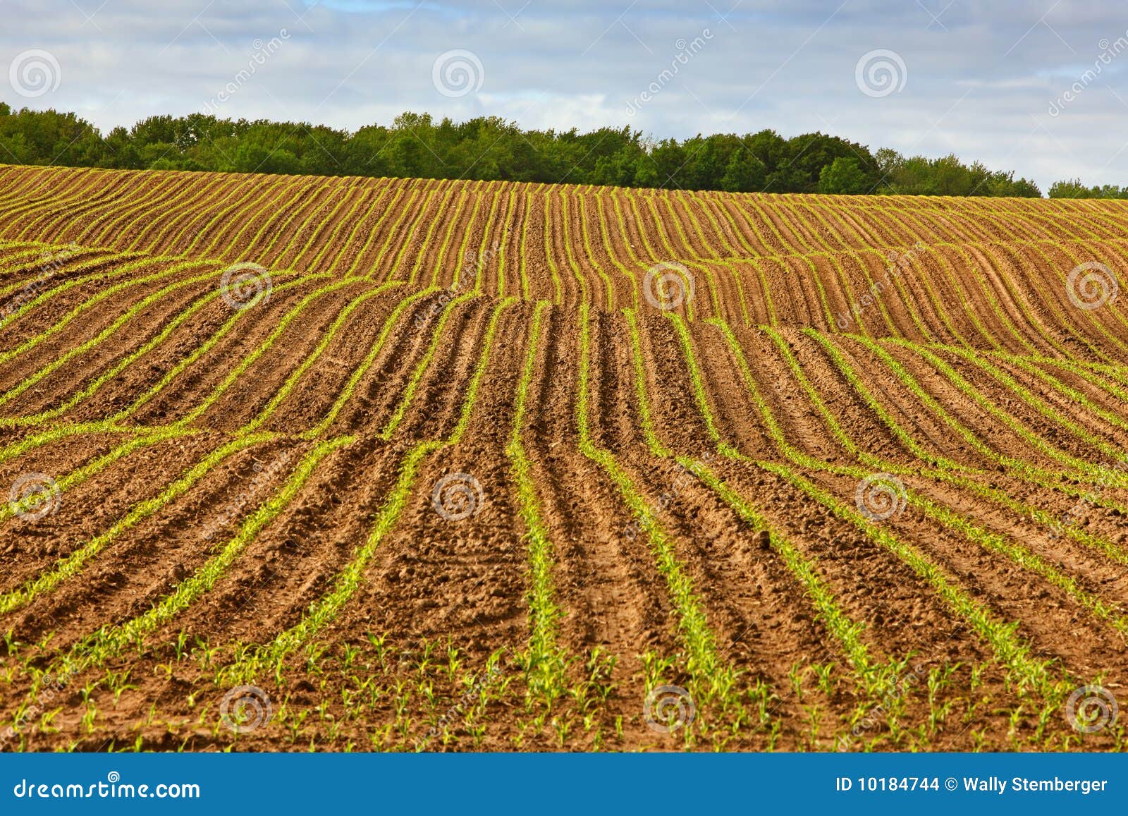 Corn field stock photo. Image of growth, crop, growing - 10184744