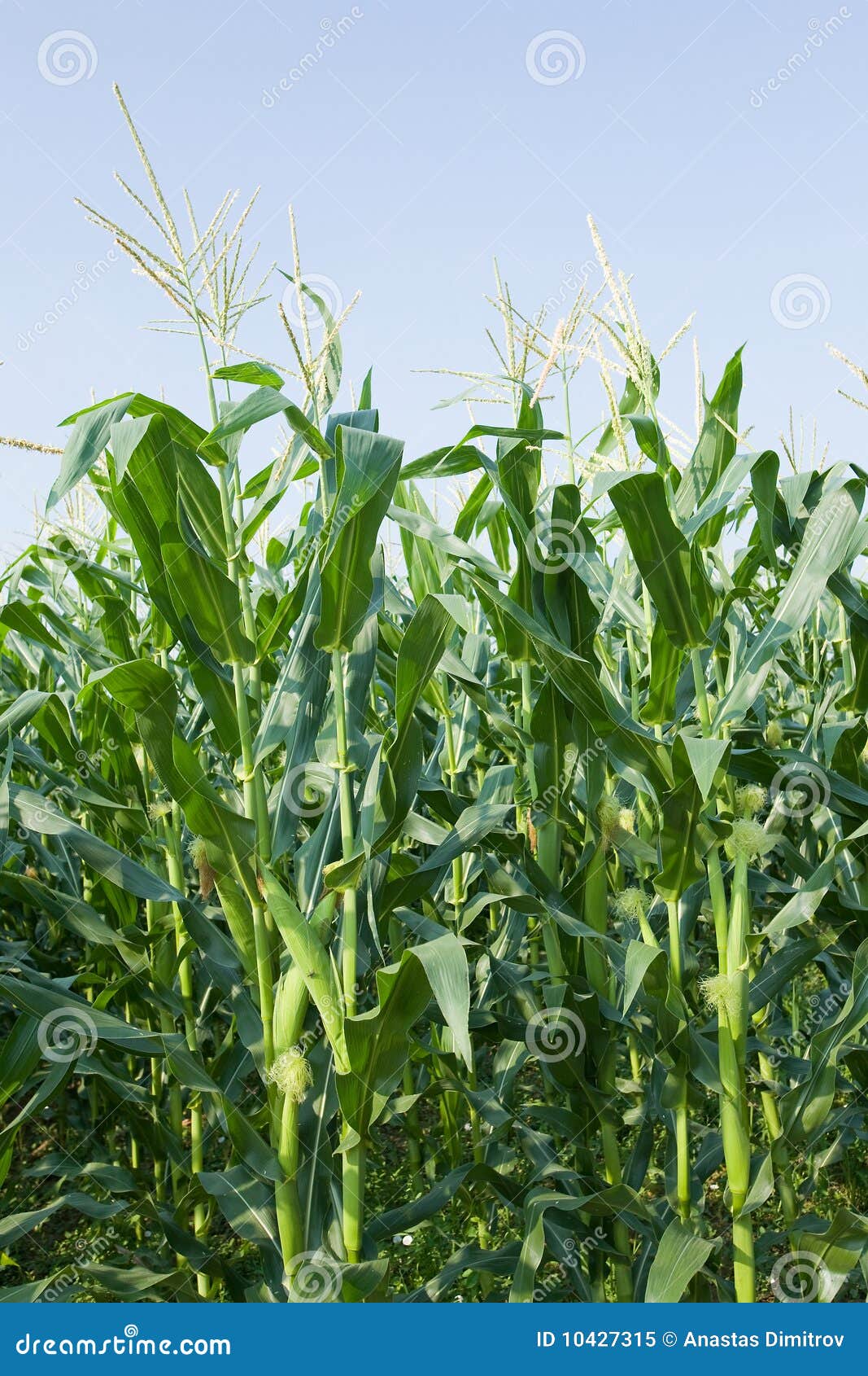 Corn field stock image. Image of rural, farm, field, food - 10427315