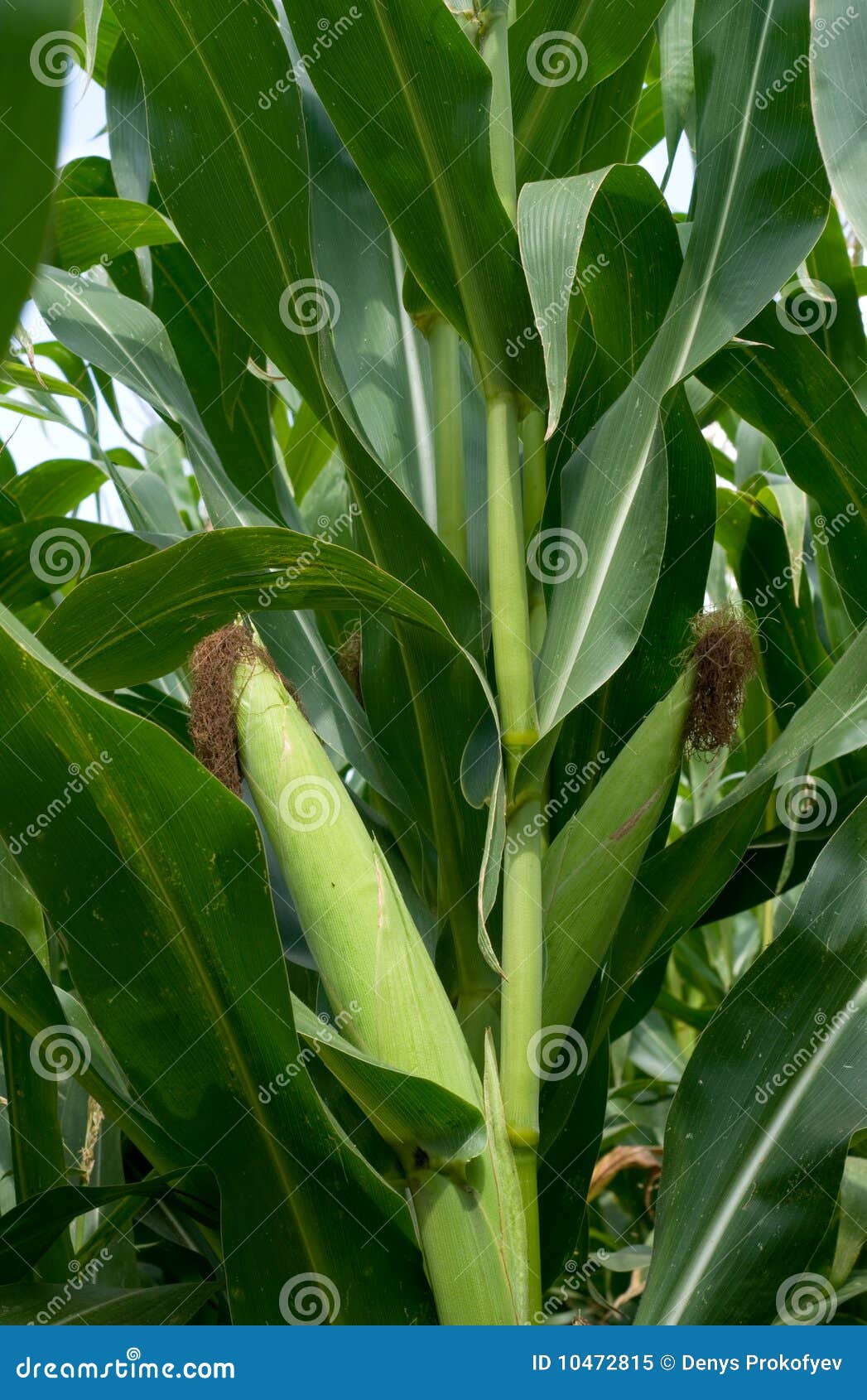 Corn field stock image. Image of husk, corn, field, green - 10472815