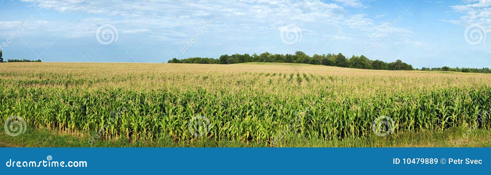 Cow And A Corn Field In Background Stock Image | CartoonDealer.com ...