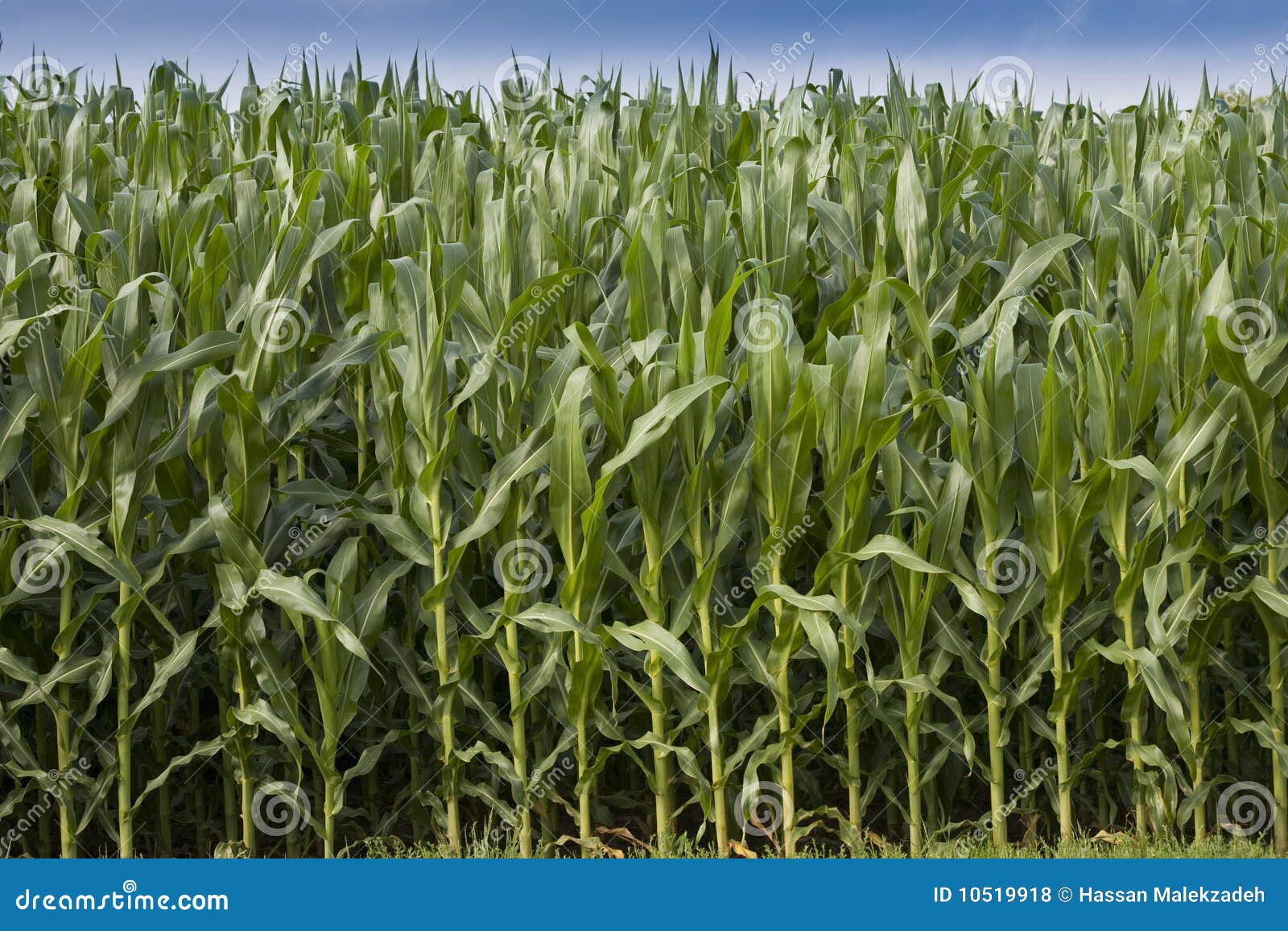 Corn field stock photo. Image of farm, healthy, corn - 10519918