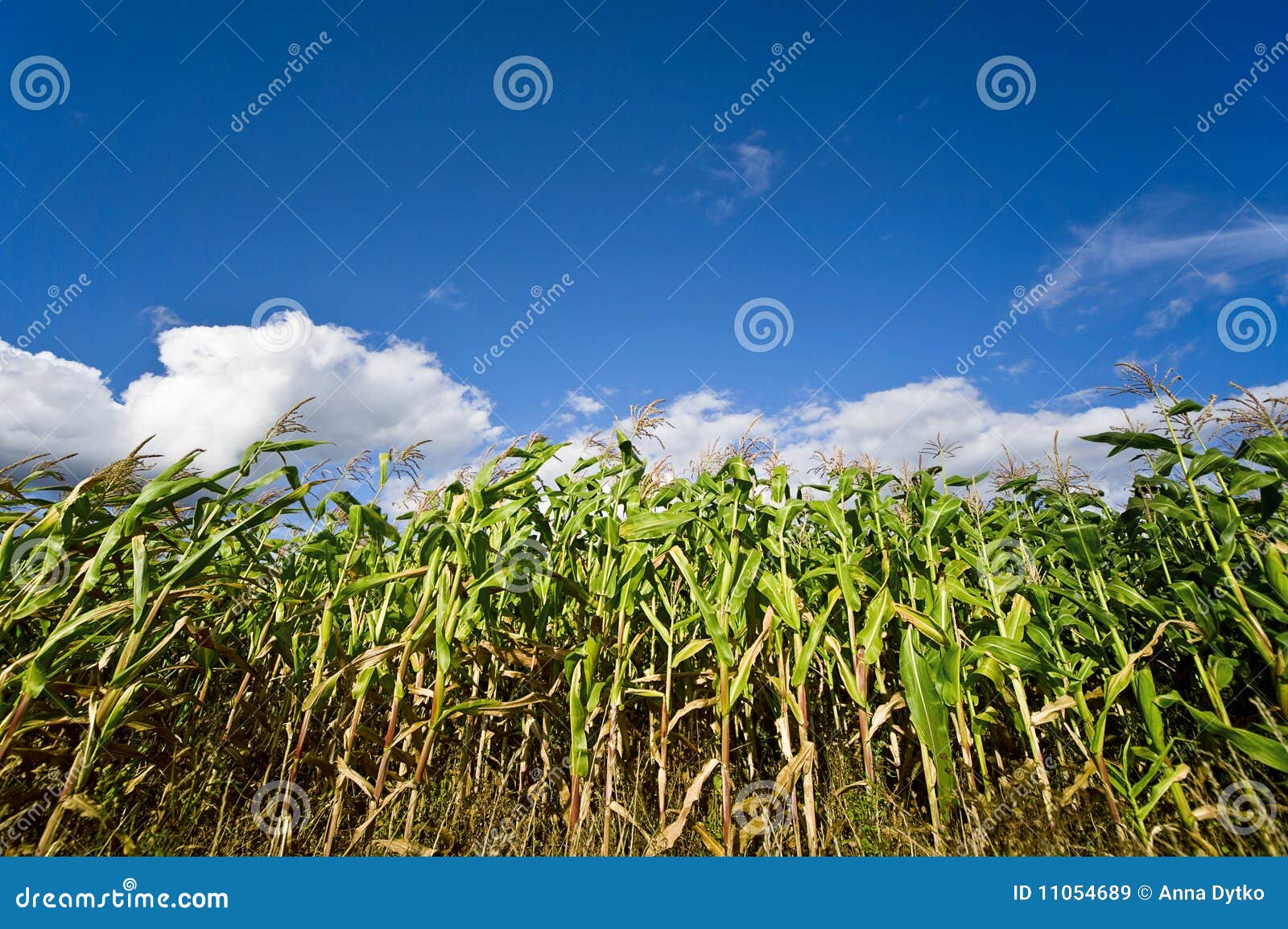 Corn field stock image. Image of color, corn, nature - 11054689