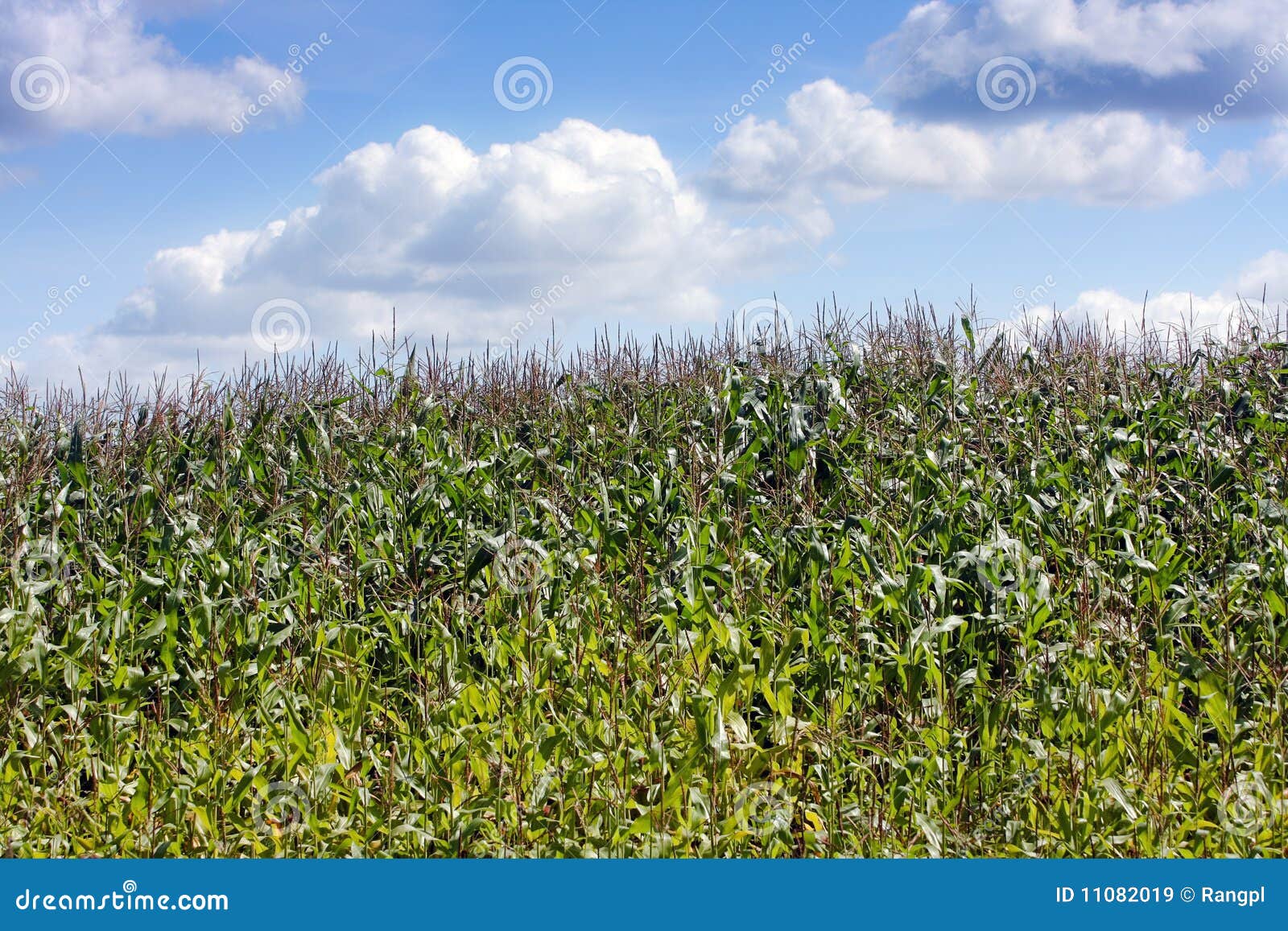 Corn field stock image. Image of cloud, field, green - 11082019