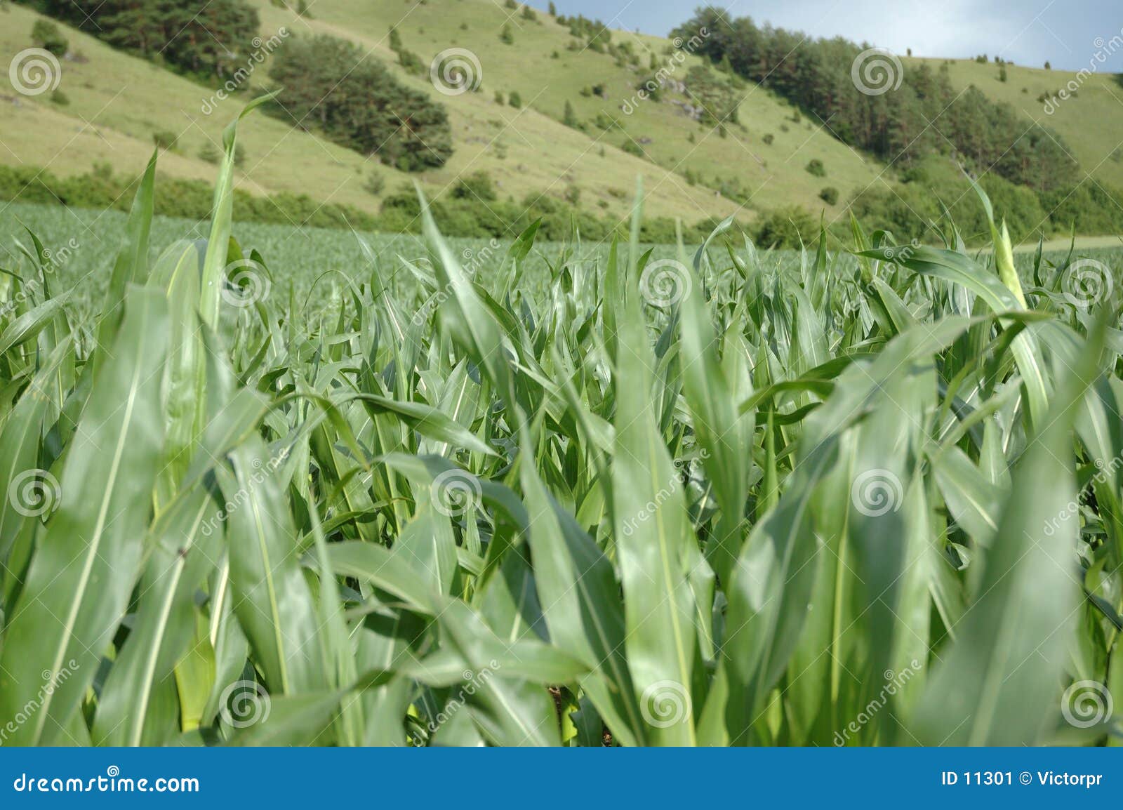 Corn field stock image. Image of mountain, grass, hill, field - 11301