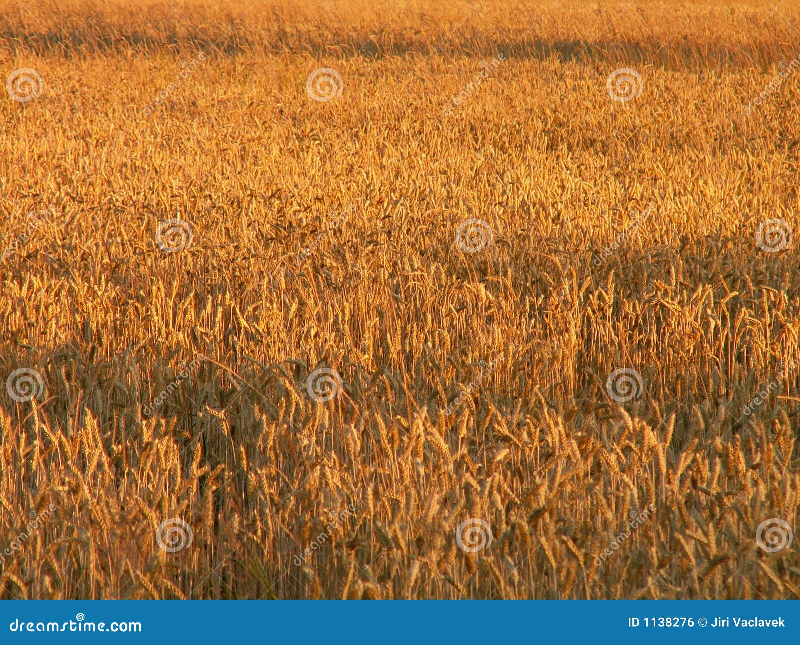 43,254 Gold Corn Field Stock Photos - Free & Royalty-Free Stock Photos ...