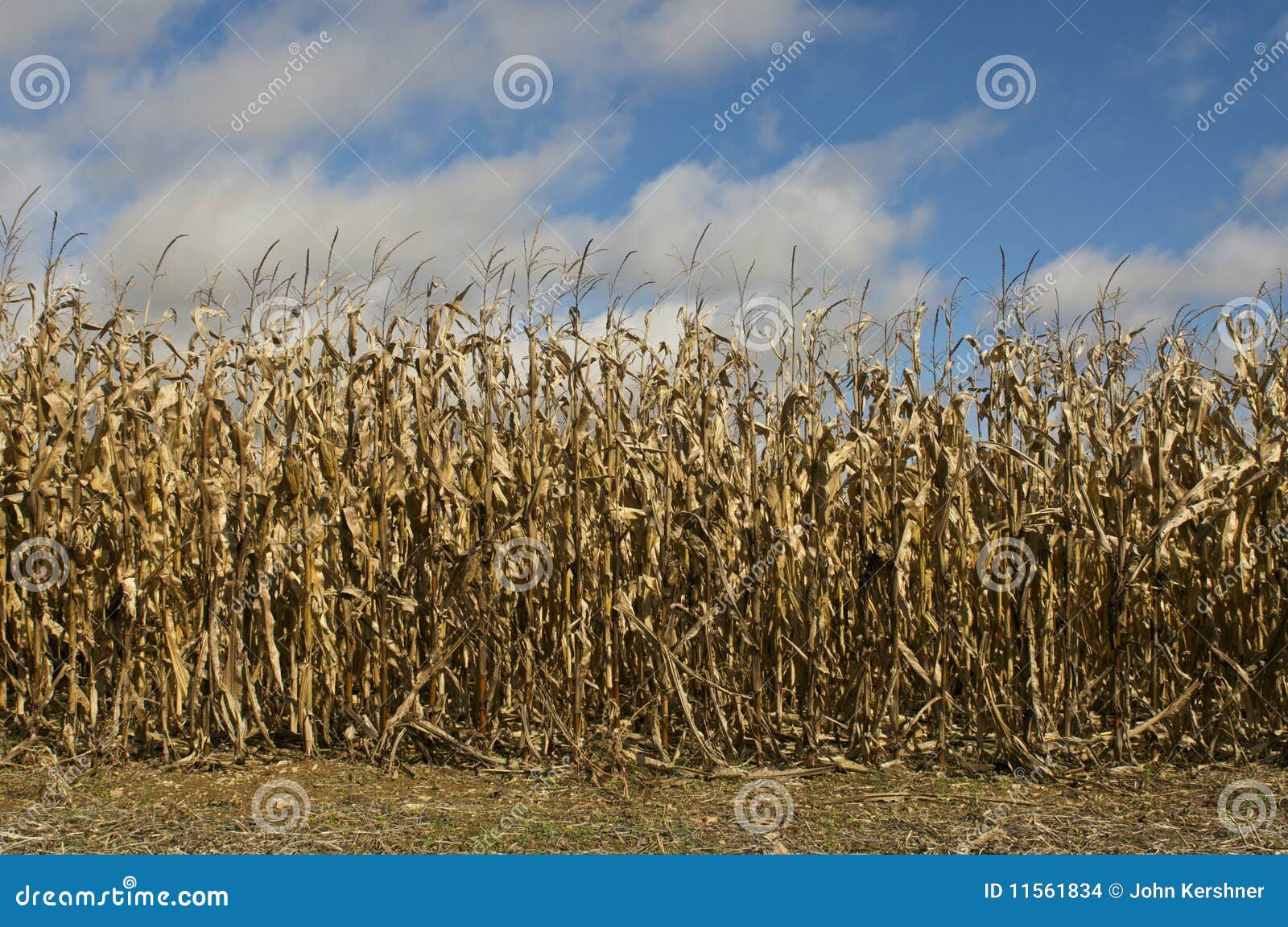 Corn Field stock photo. Image of harvest, husk, nature - 11561834