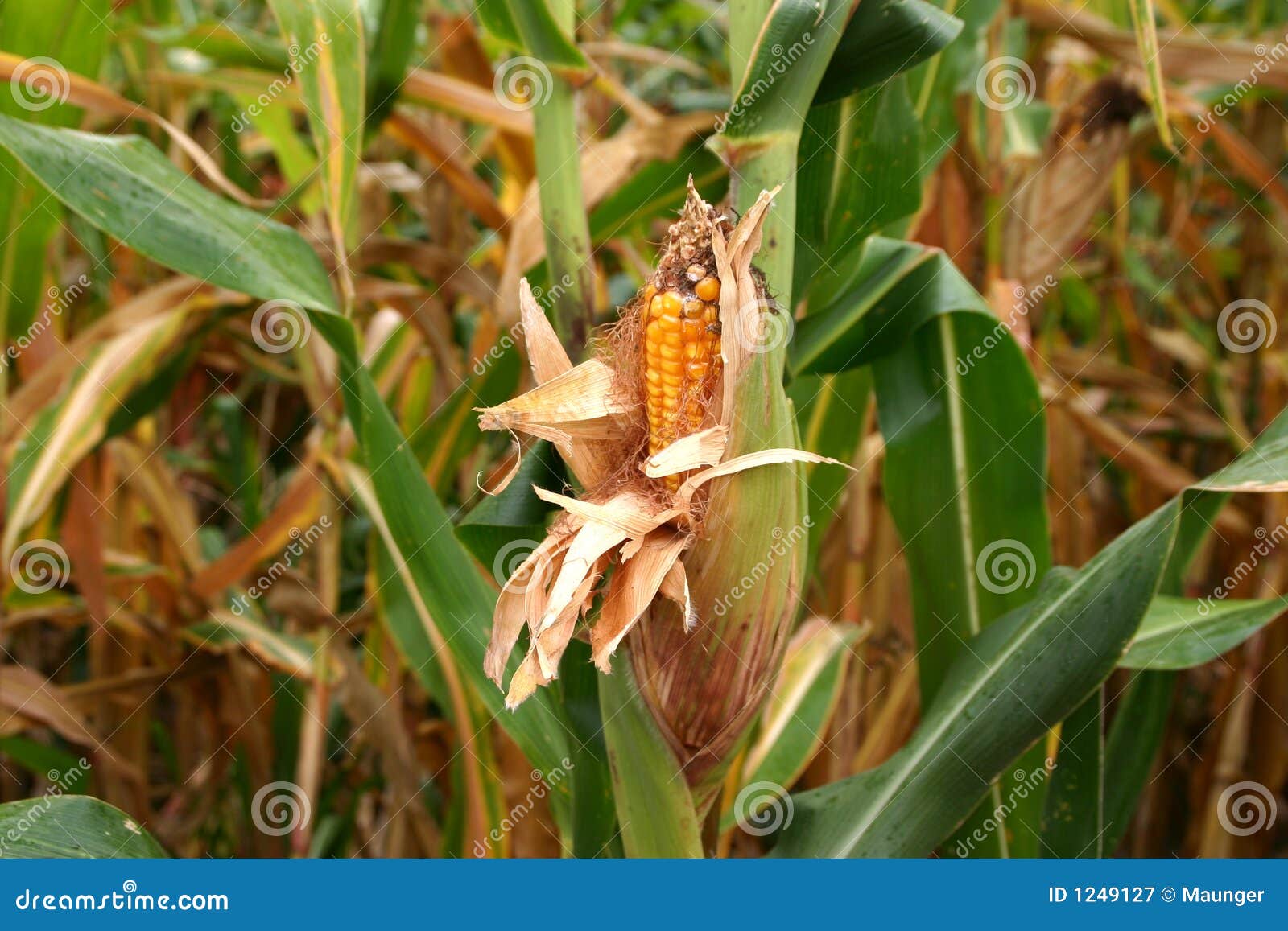 Corn in the field stock image. Image of rotten, corn, kernel - 1249127