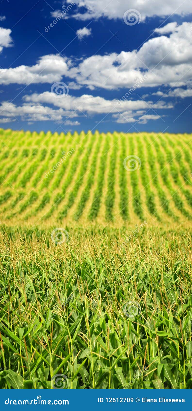 Corn field stock image. Image of grains, farms, crops - 12612709