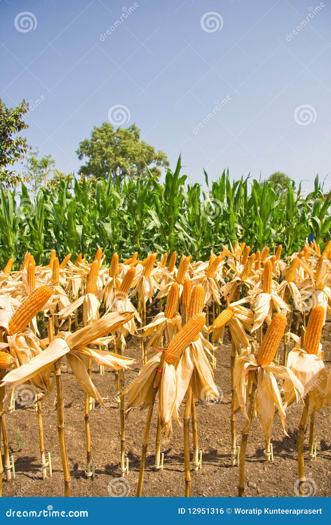 Corn field stock photo. Image of isolated, peel, thailand - 12951316