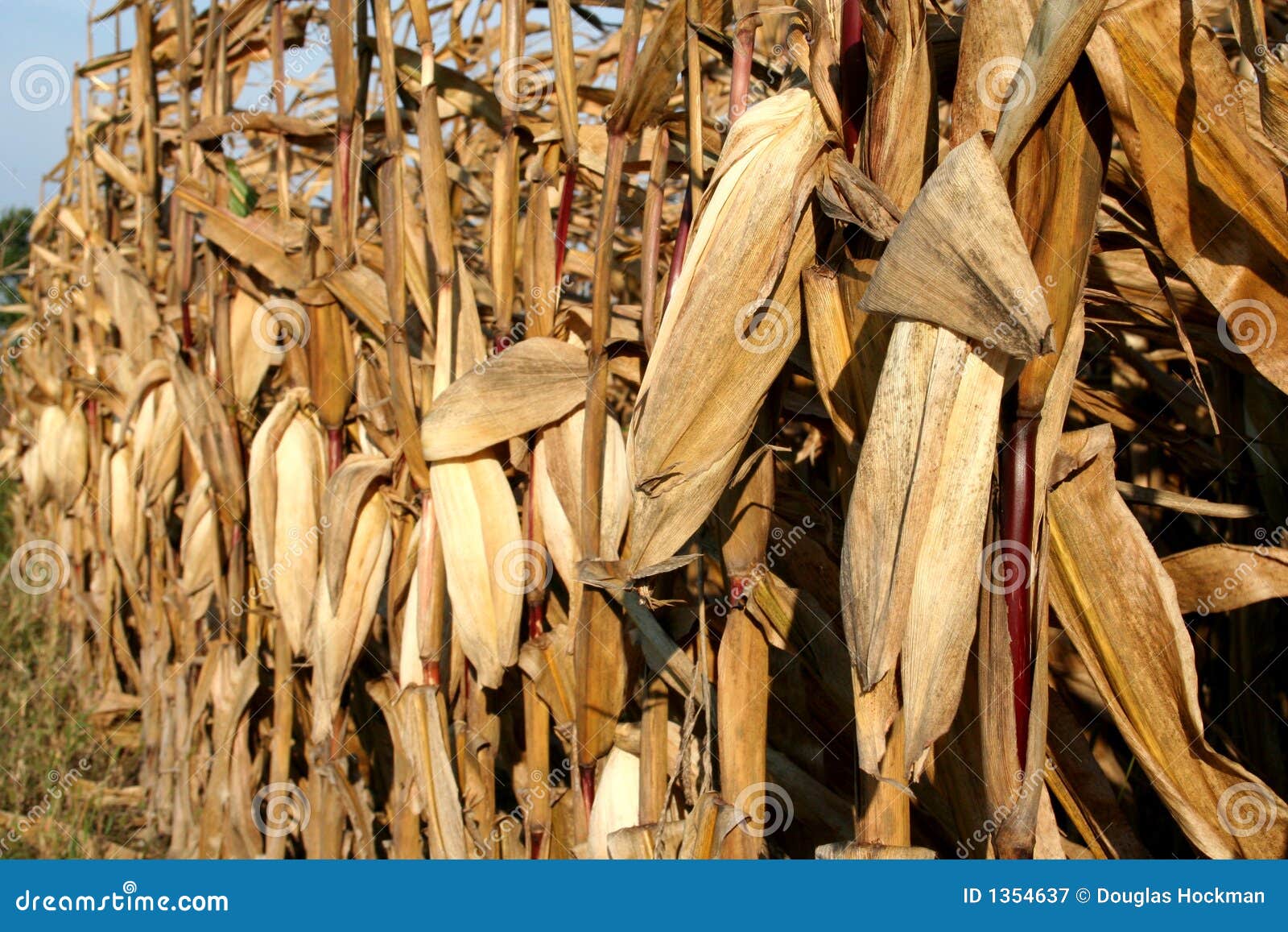 Fall Corn Field stock image. Image of farm, fall, corn - 1354637