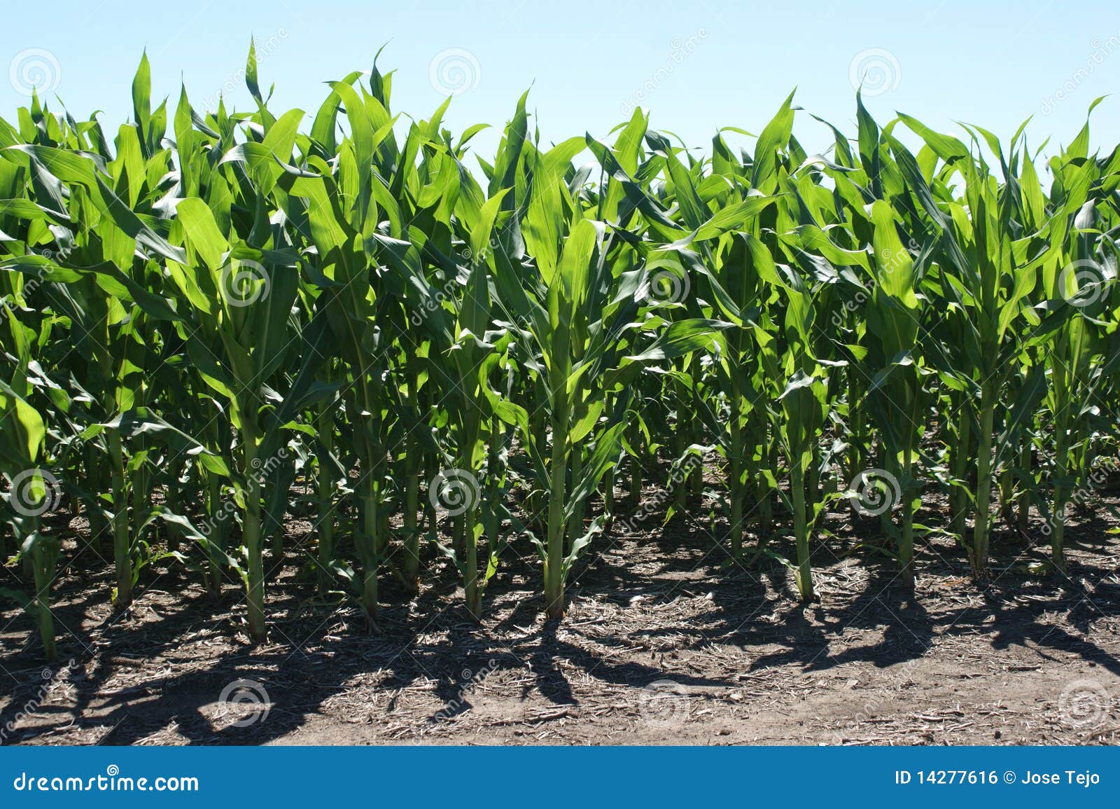 Corn field stock photo. Image of field, farm, nature - 14277616