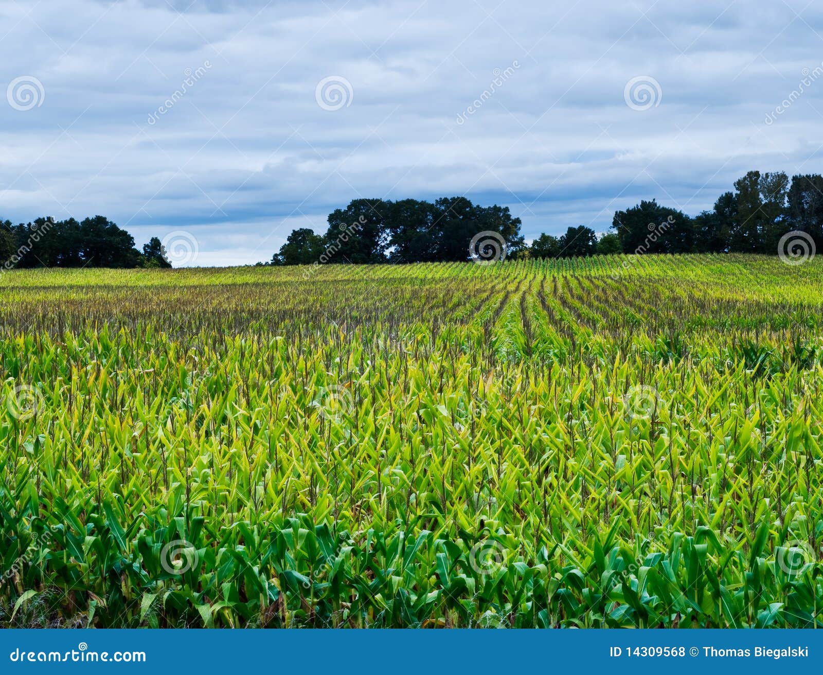 Corn field stock photo. Image of harvesting, rural, green - 14309568