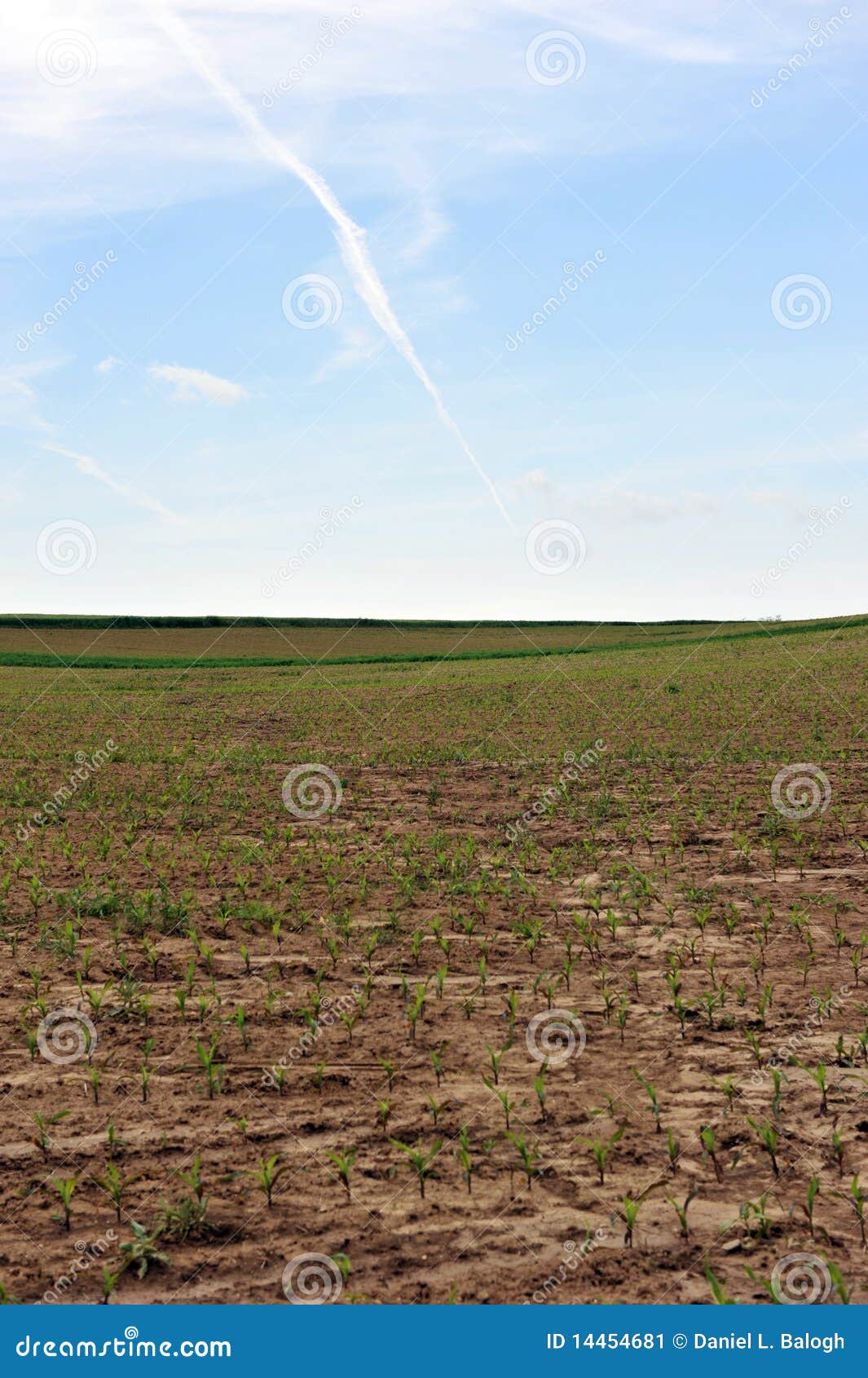 Corn Field stock image. Image of tilt, cyan, field, cloud - 14454681