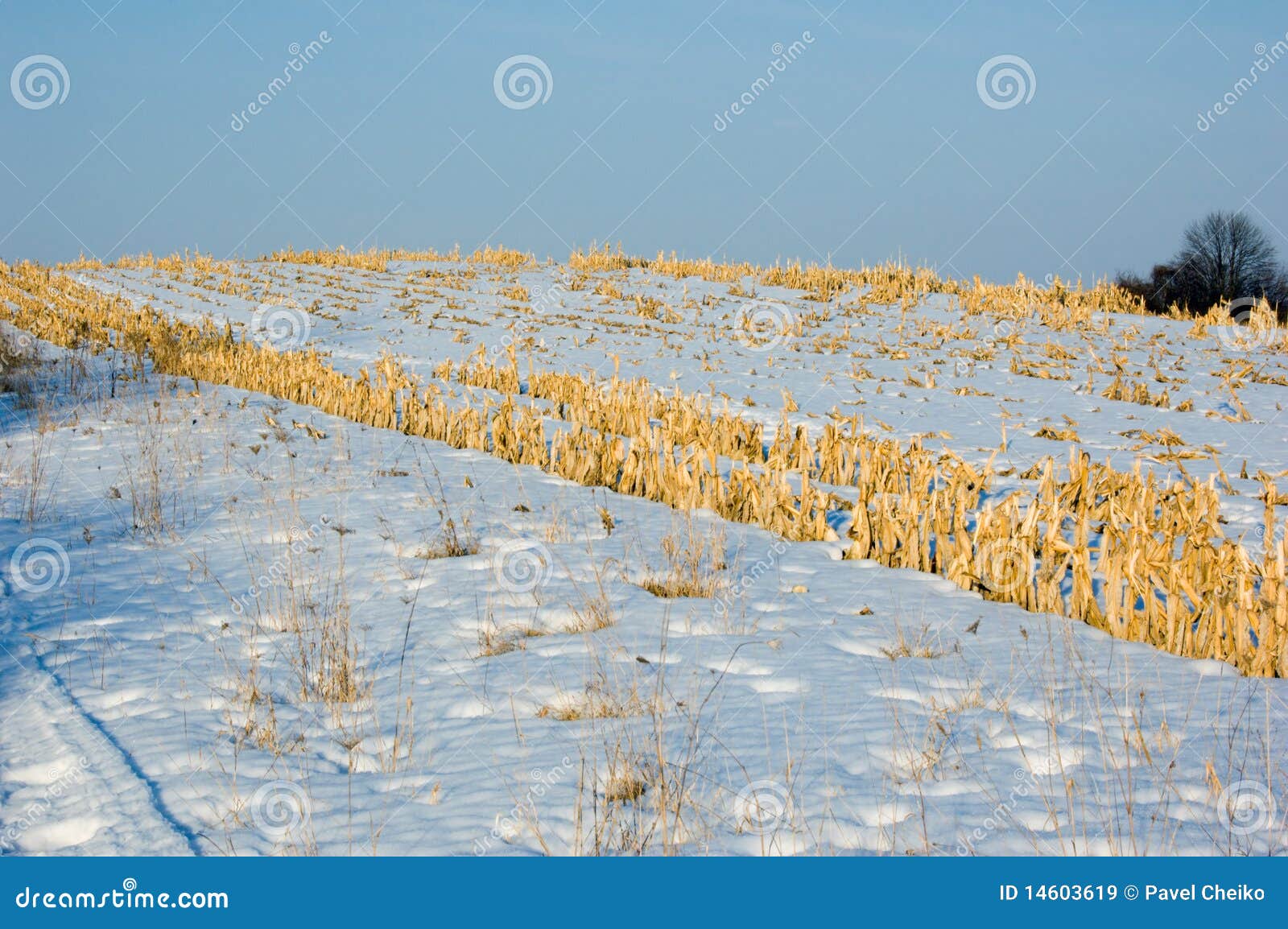 Corn field stock image. Image of corn, acre, frosty, frost - 14603619
