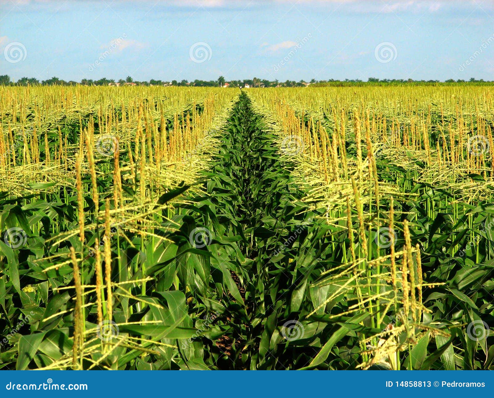 Corn Field stock image. Image of farming, green, plantation - 14858813