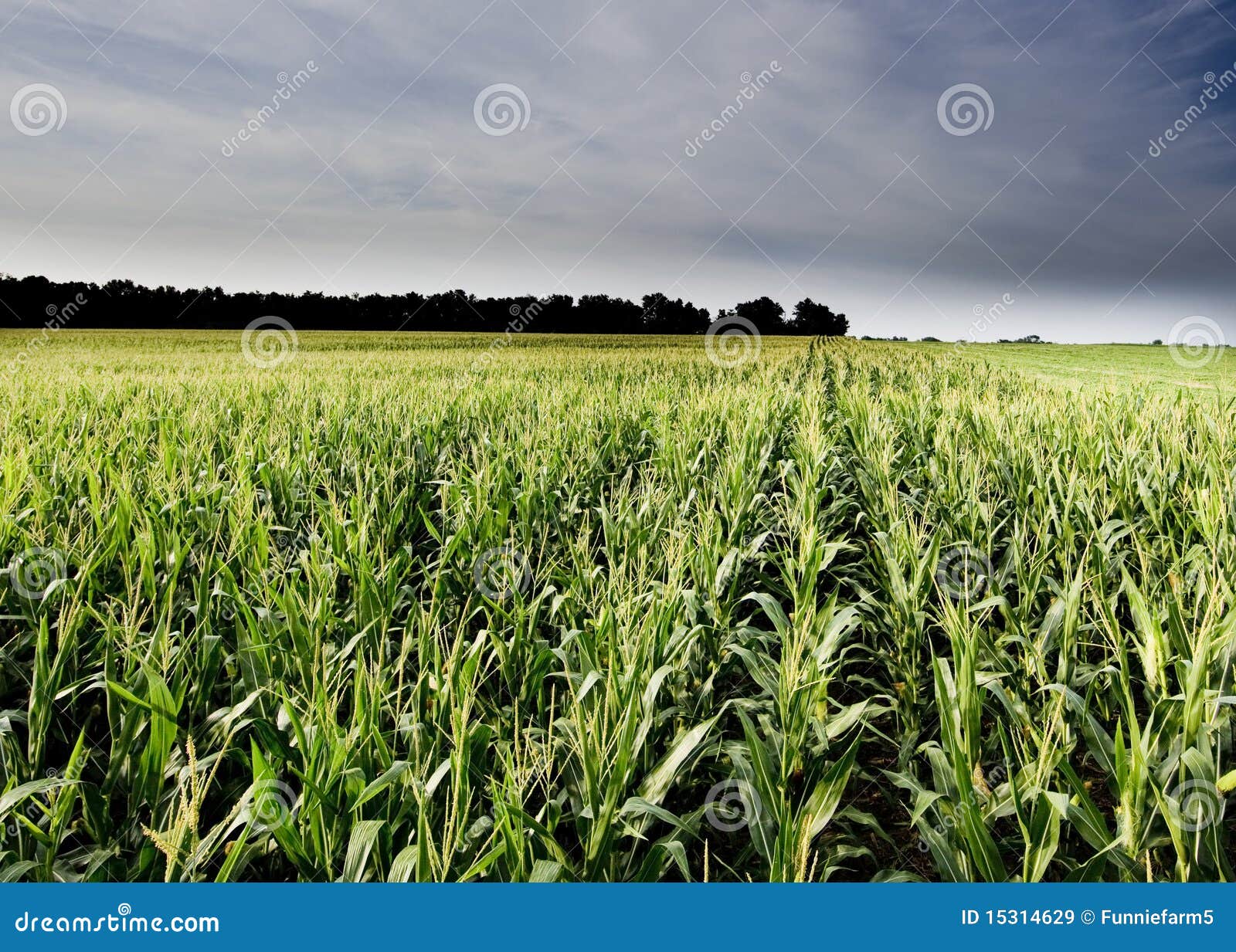 Corn field stock image. Image of harvest, crop, agronomy - 15314629