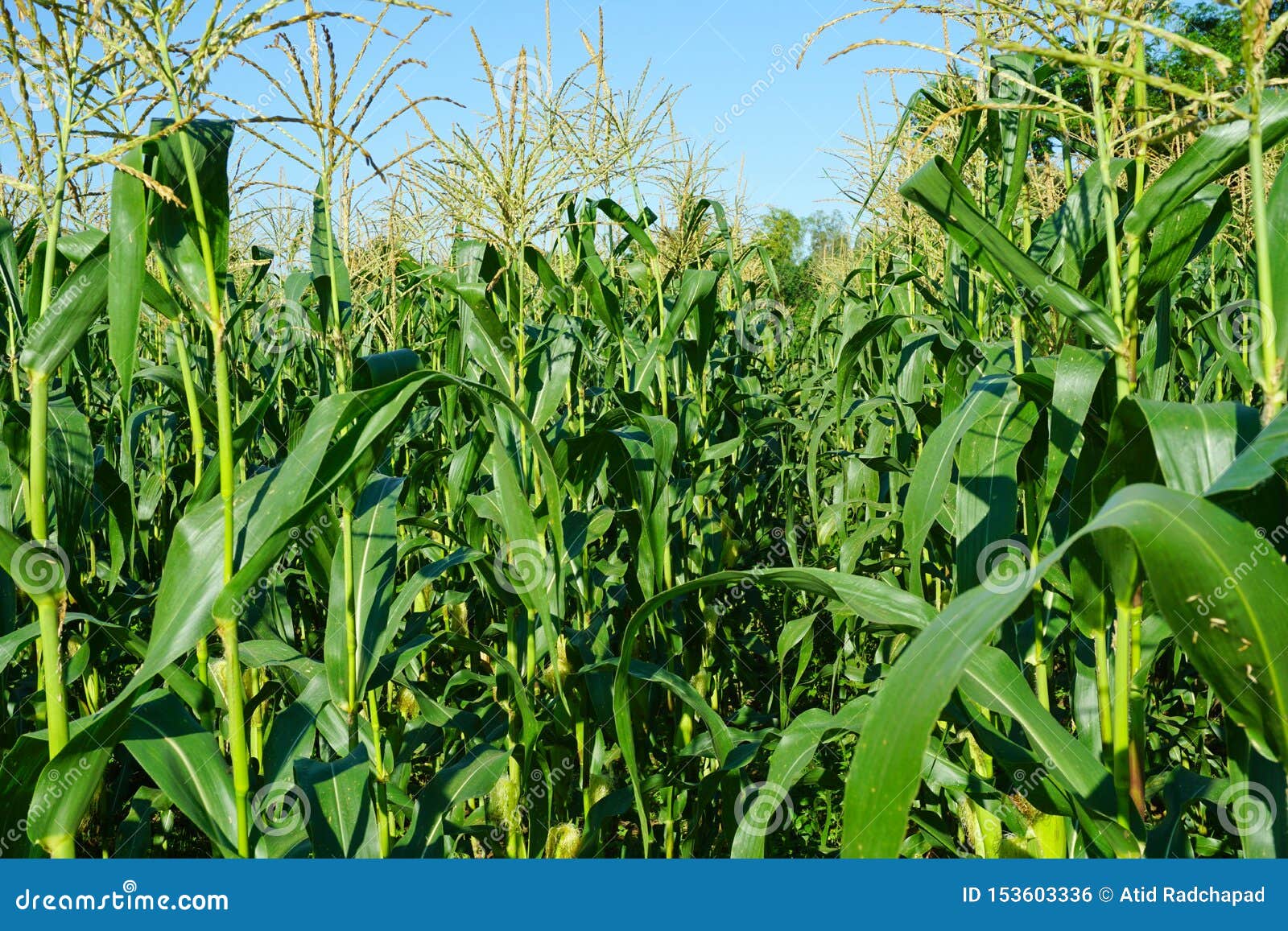 Beautiful Green Maize Field Corn,corn Farm Stock Photo - Image of ...