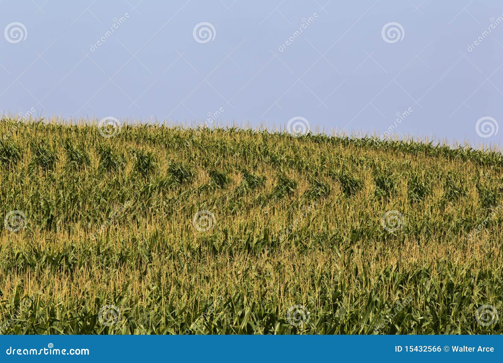 Corn Field stock photo. Image of farm, corn, field, cornfield - 15432566